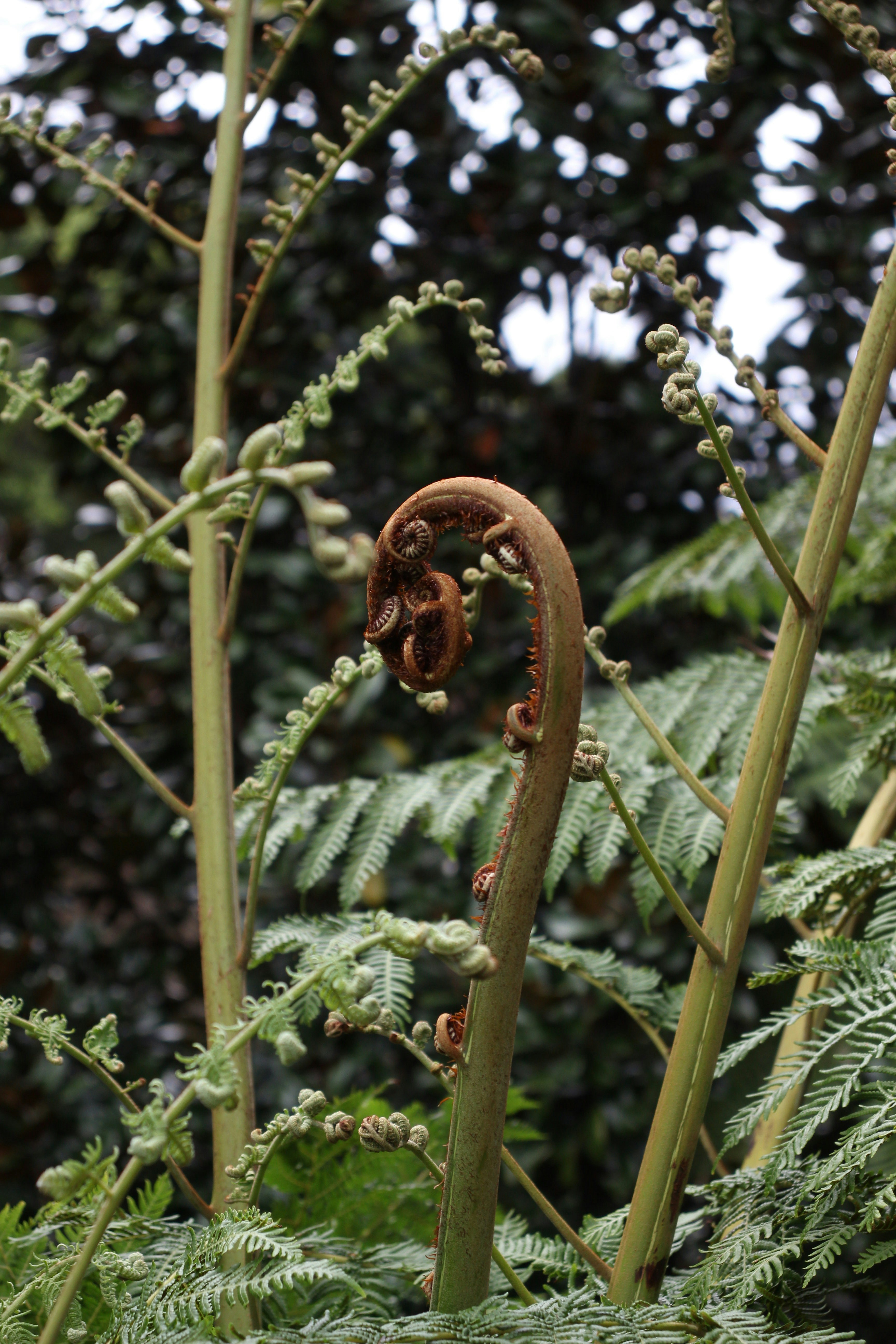 Curled Fern Frond Unfurling Amidst Garden Whispers