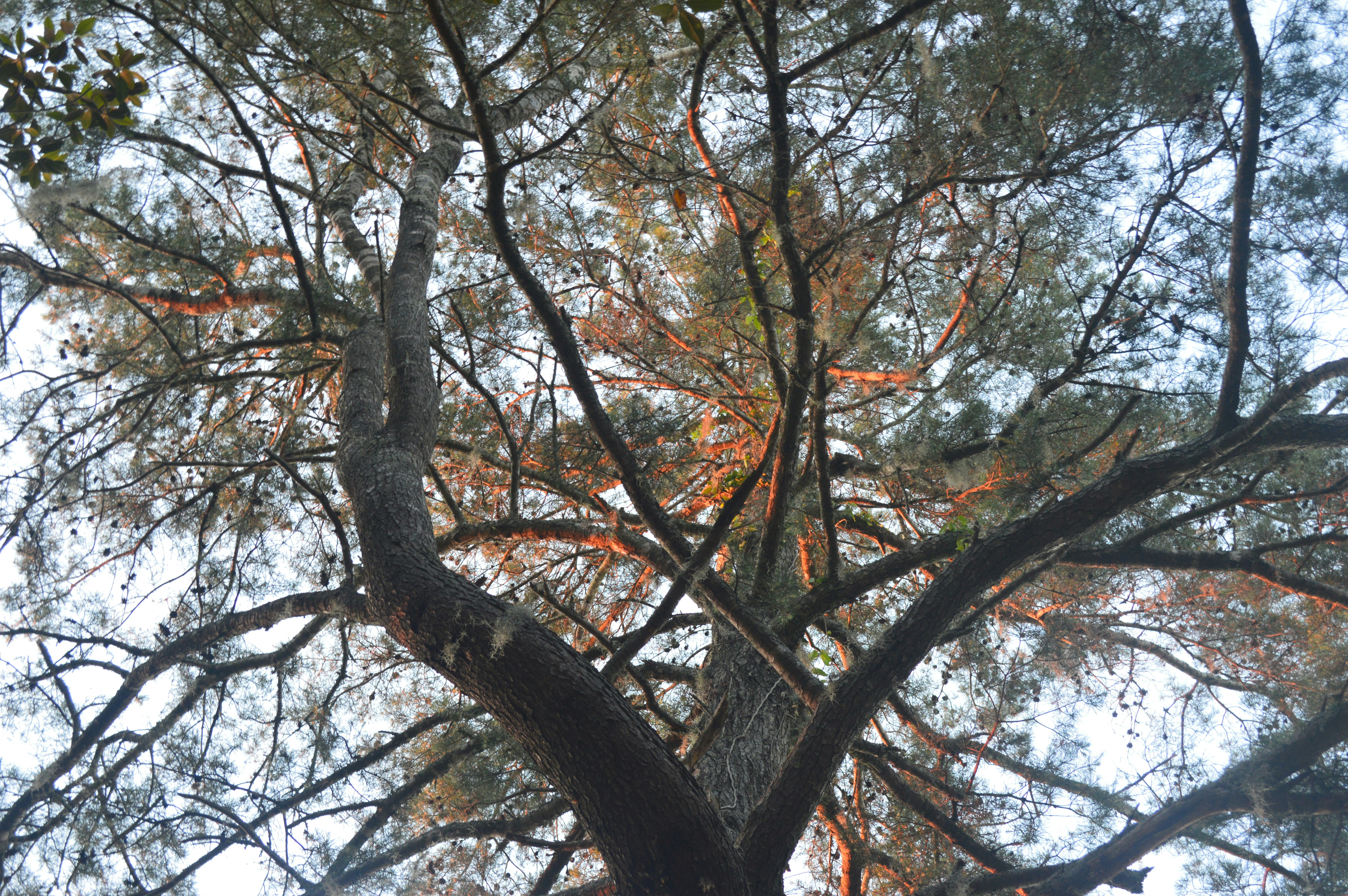 A Verdant Crown: Tree Canopy Reaching Toward the Sky