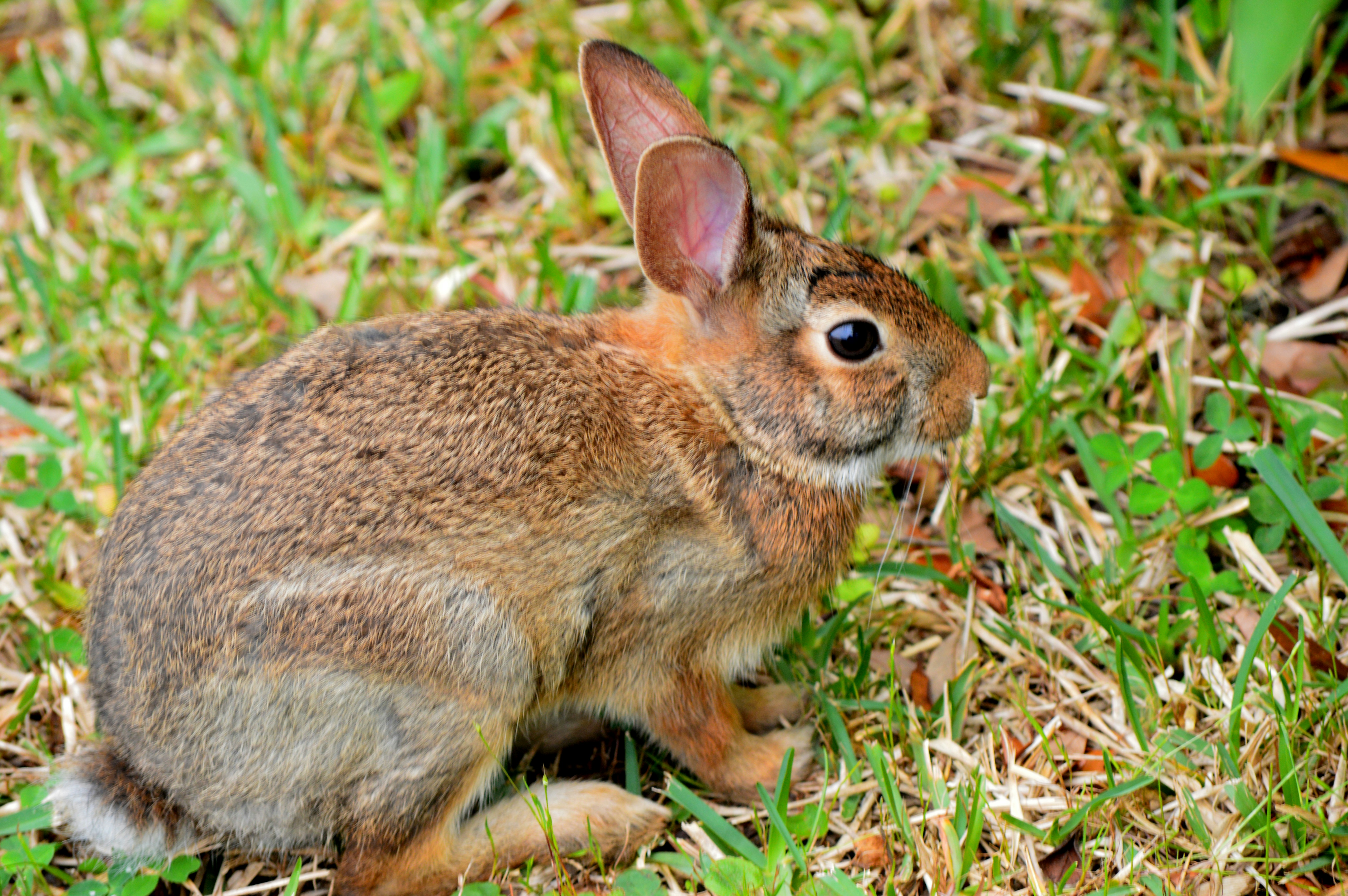 Quiet Crest: A Closer Look at a Grassland Rabbit
