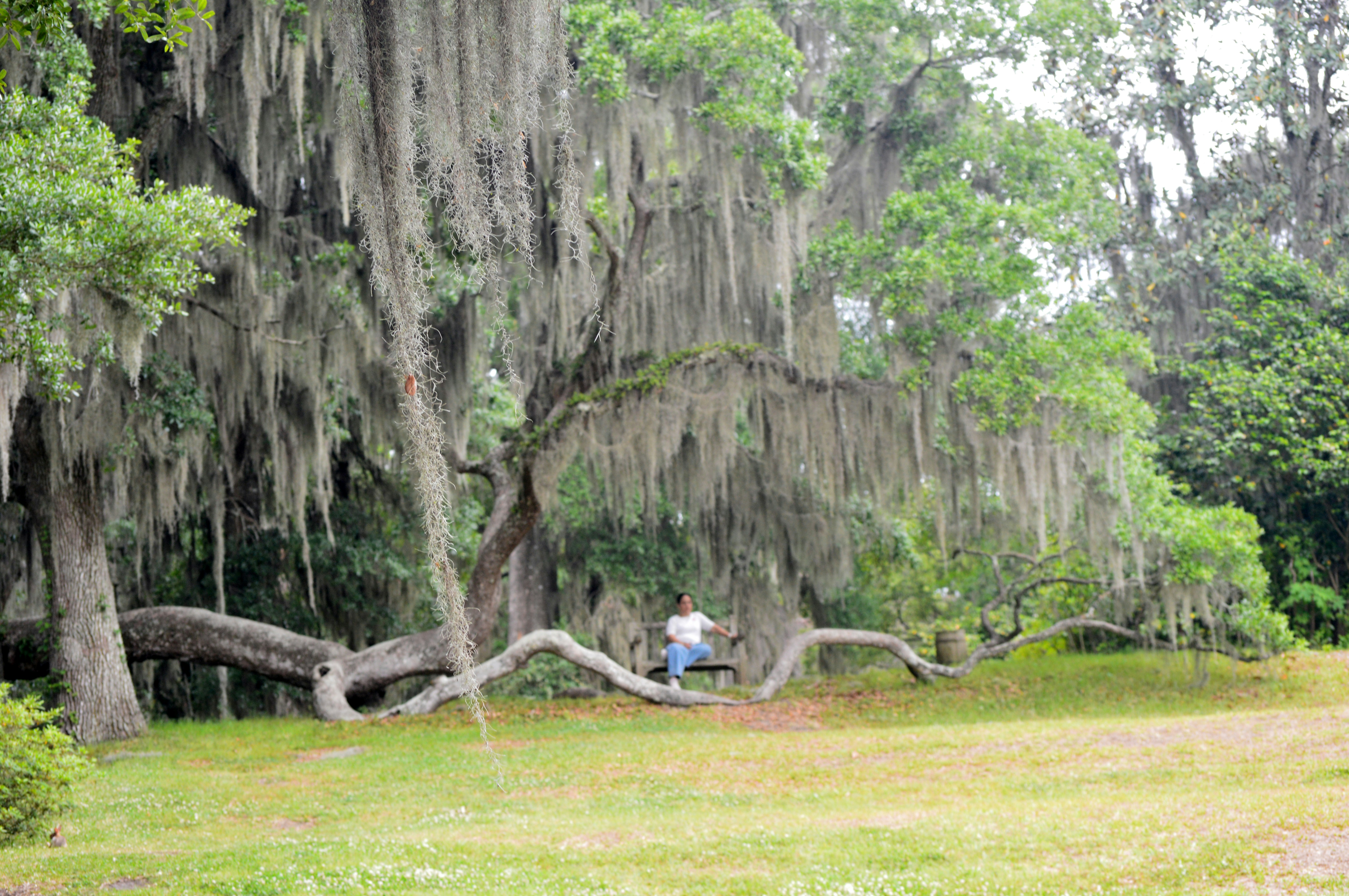 Human in a Branching Oak: A Quiet Figure Amid Spanish Moss