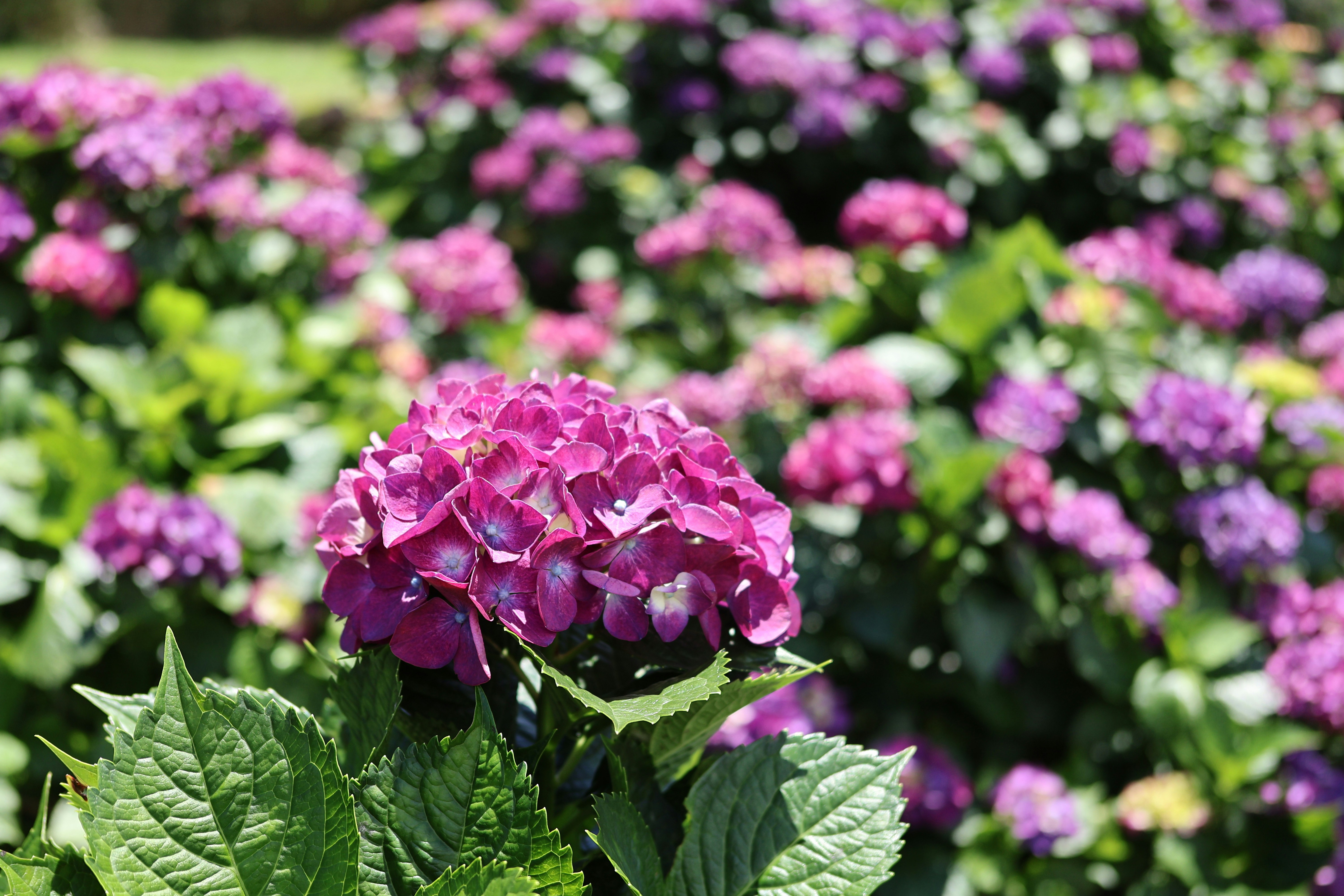 Vibrant purple hydrangea bloom with surrounding green foliage, set in a garden bed with other blossoms in soft focus.