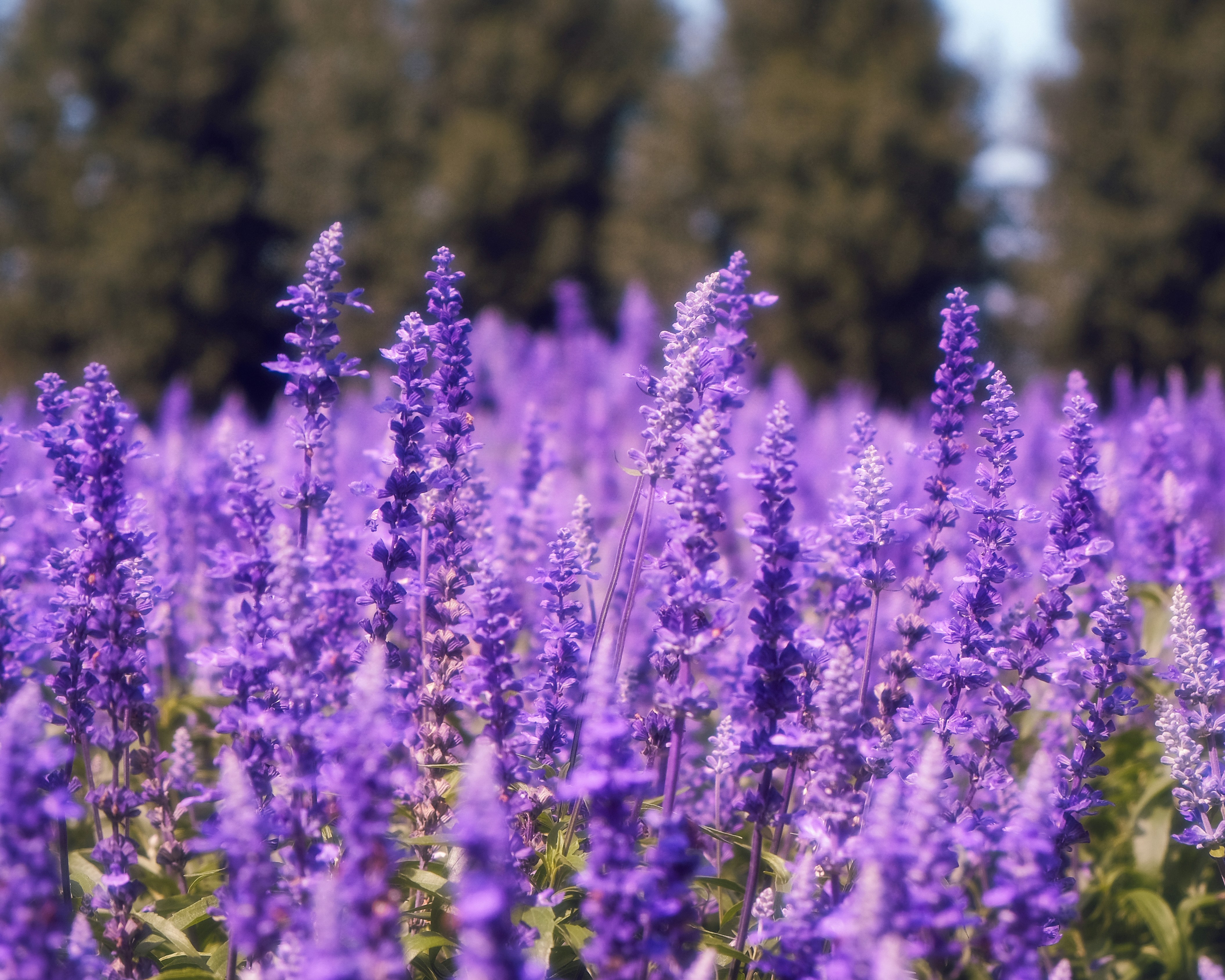 Lavender Sea: A Field of Purple Spires Under Sunlit Blue