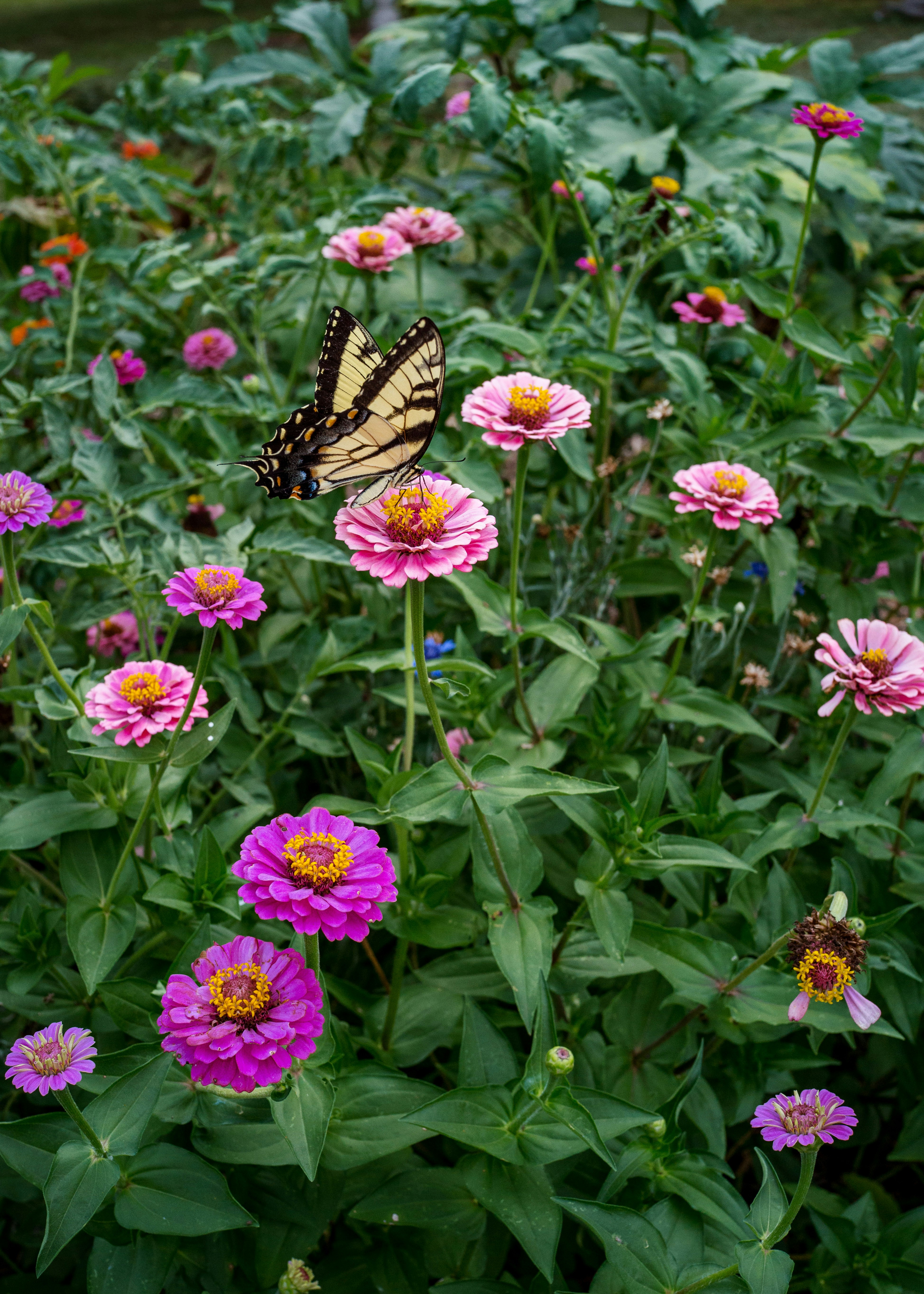 Butterfly at Rest Among Pink Zinnias