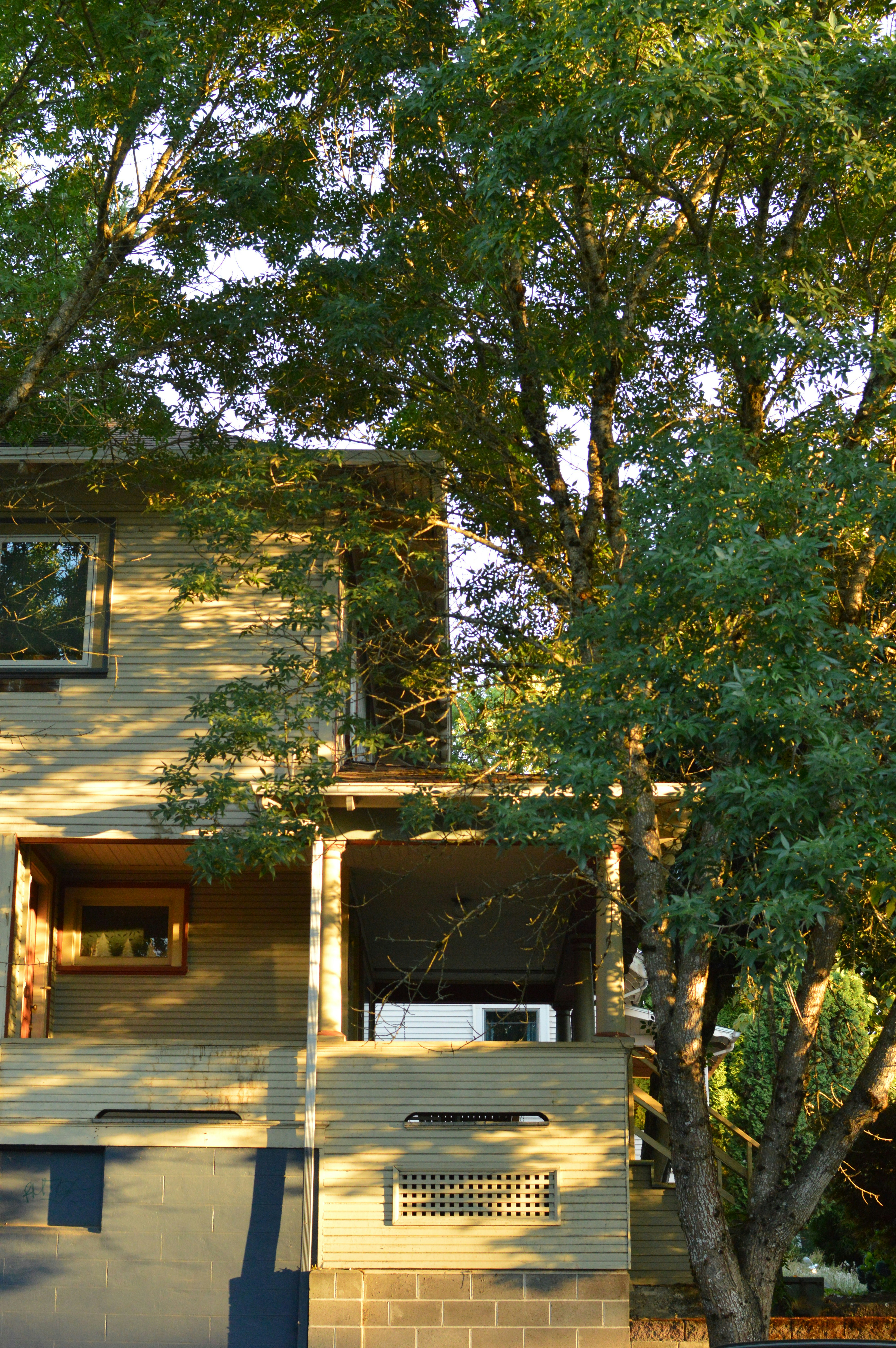 Sunlit Terrace Framed by a Quiet Tree