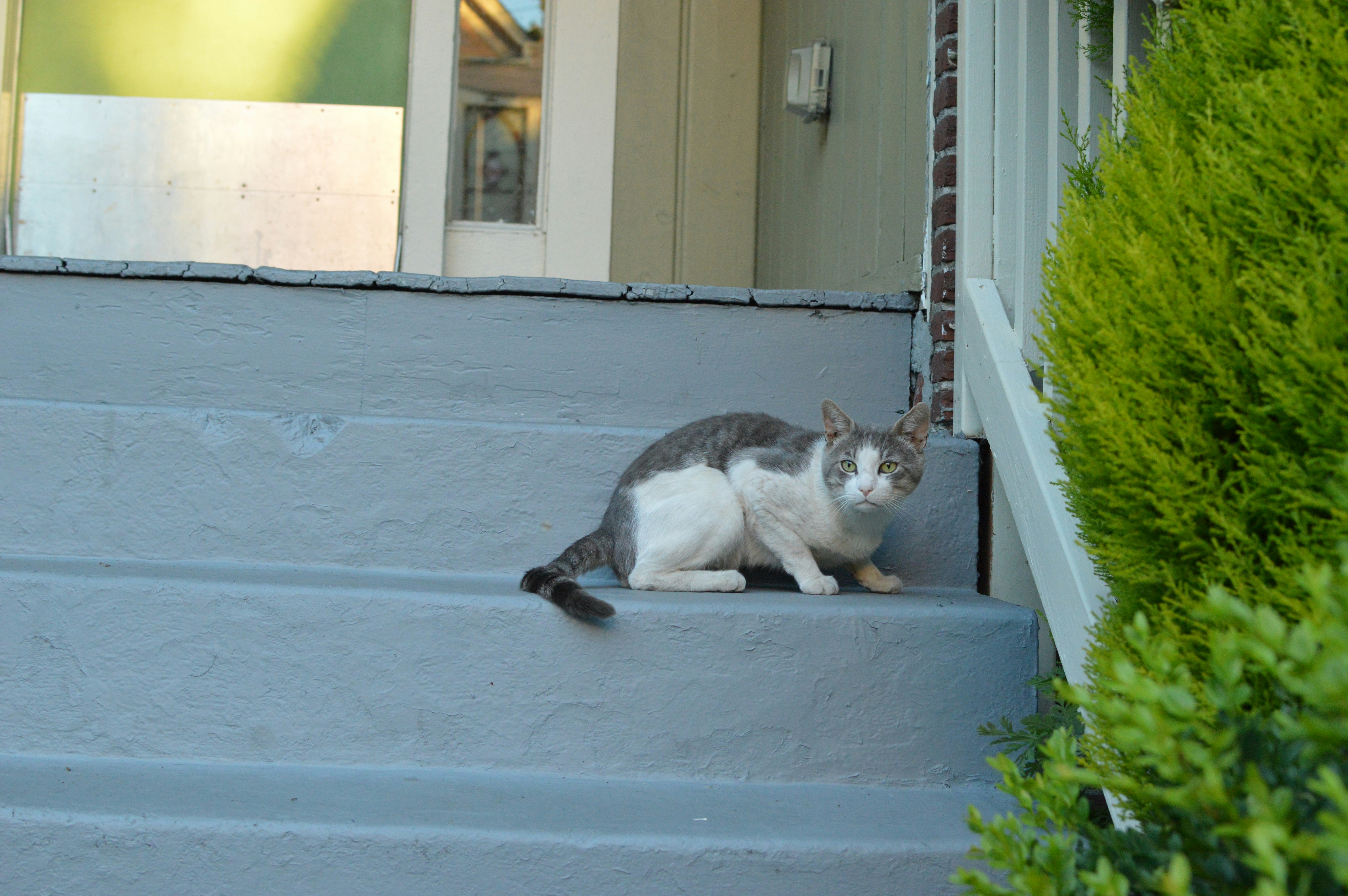 Calm Cat on a Quiet Front Porch