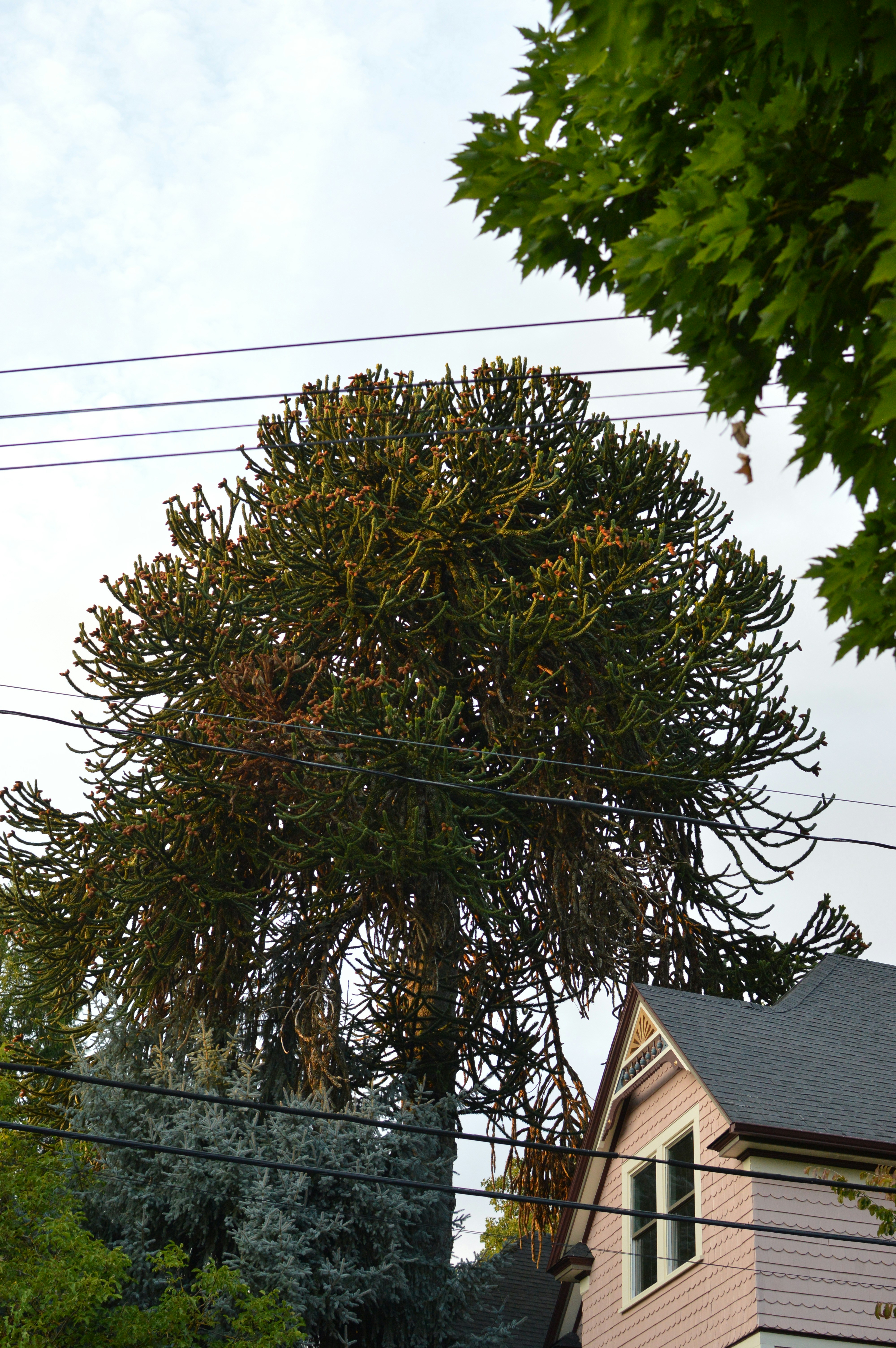 Topiary Tree Strands and Overhanging Wires Over a Suburban Roof