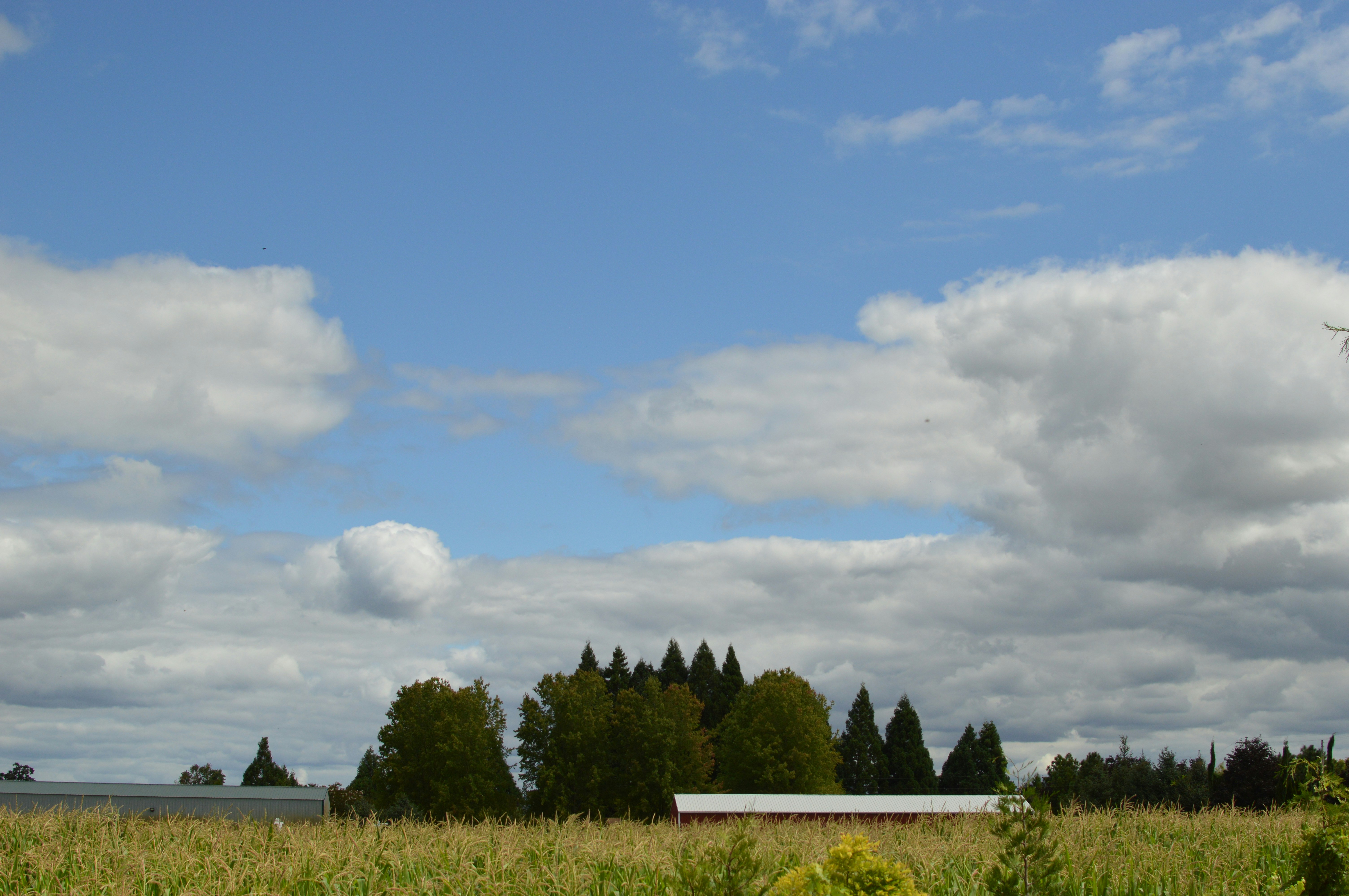 Quiet Horizon: Farmstead Under a Sprawling Sky