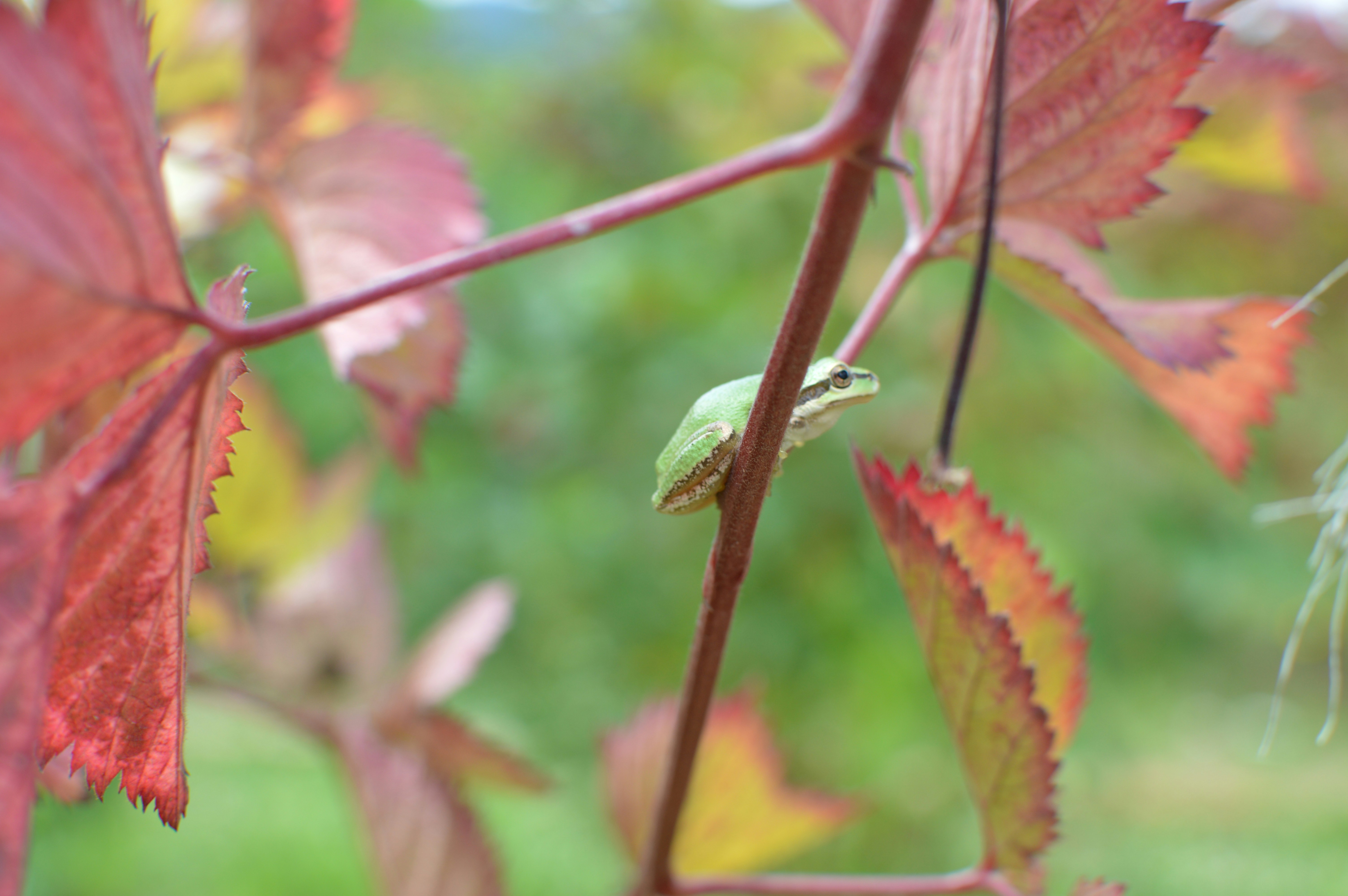 Hidden Gecko on Violet Tendrils: A Quiet Moment in a Green Meadow