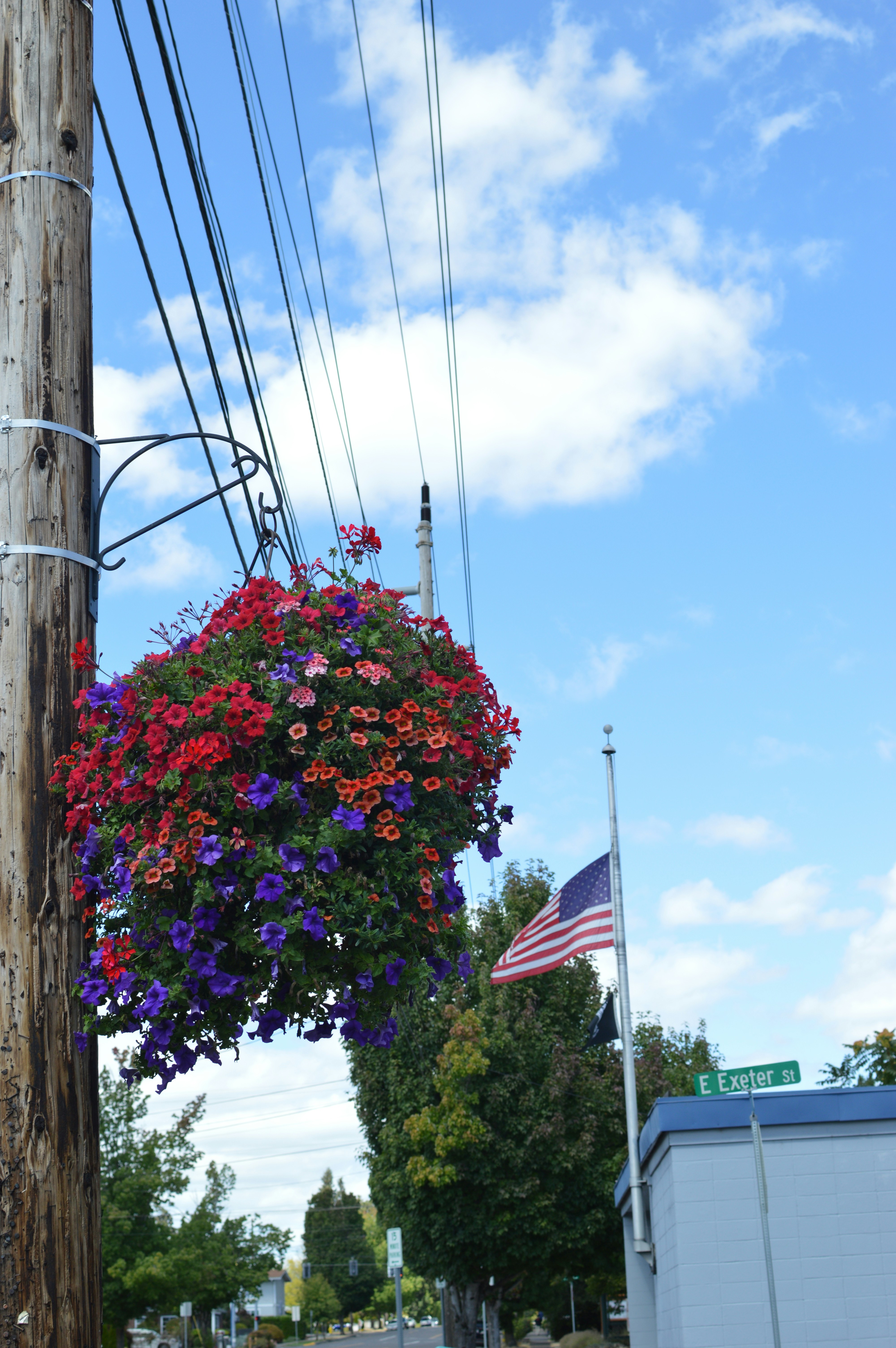 Hanging Bounty: A Flower Basket Over a Quiet Street