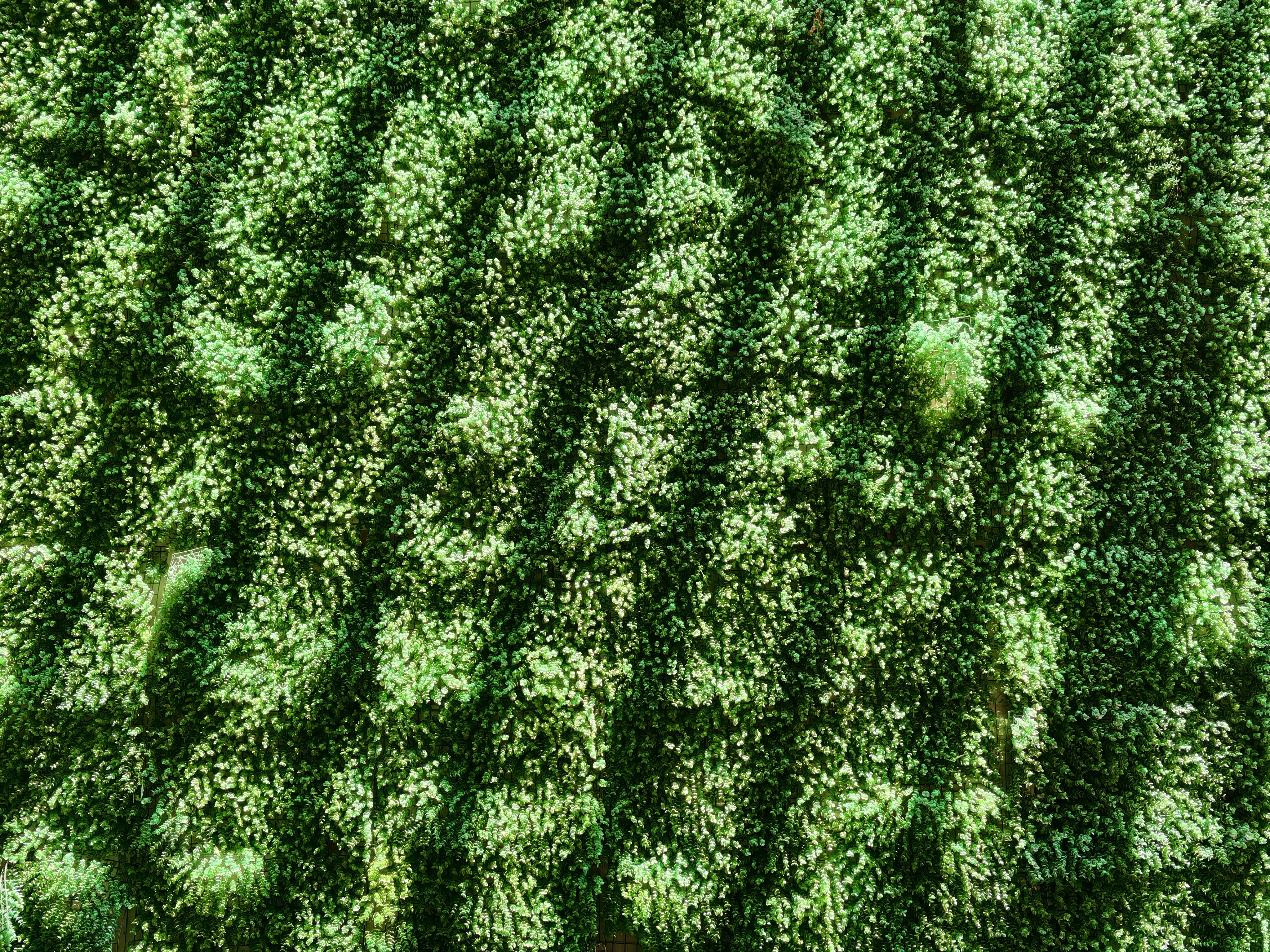 Emerald Tapestry: A Close-Up of Lush Foliage Forming a Verdant Mosaic