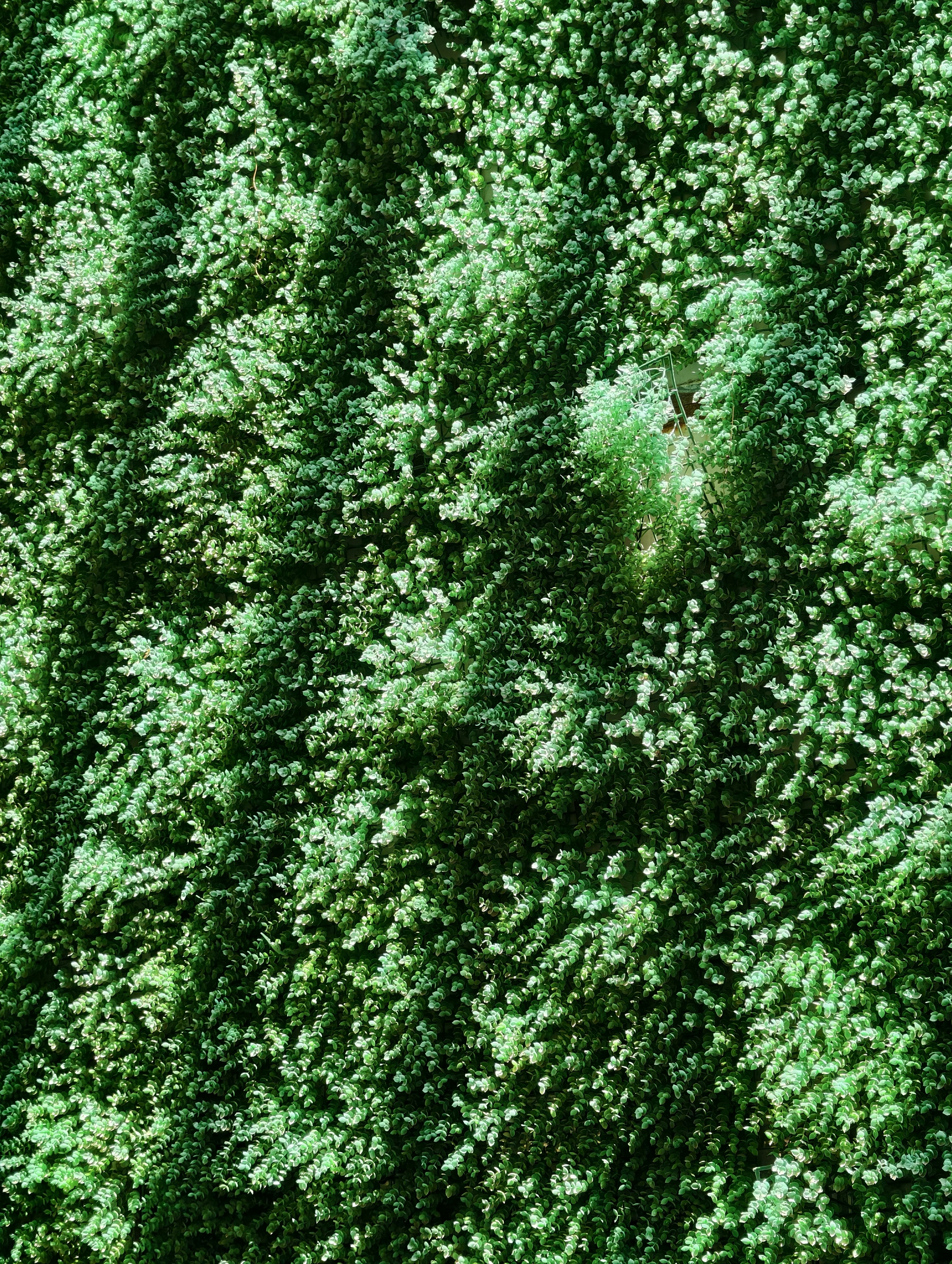 Emerald Tangle: A Dense Canopy of Tiny Fern Fronds