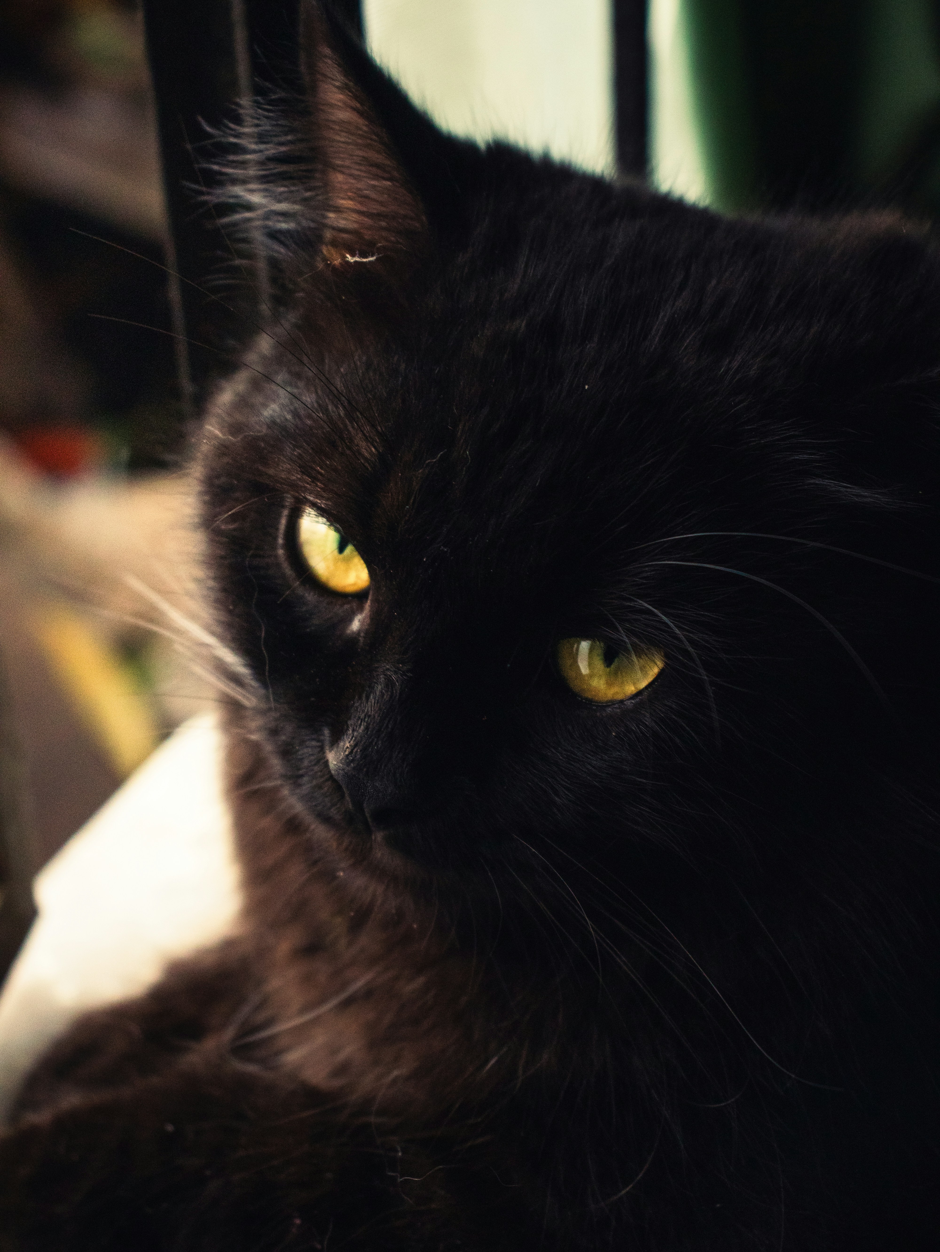 Midnight Gaze: A Black Cat with Golden Perception