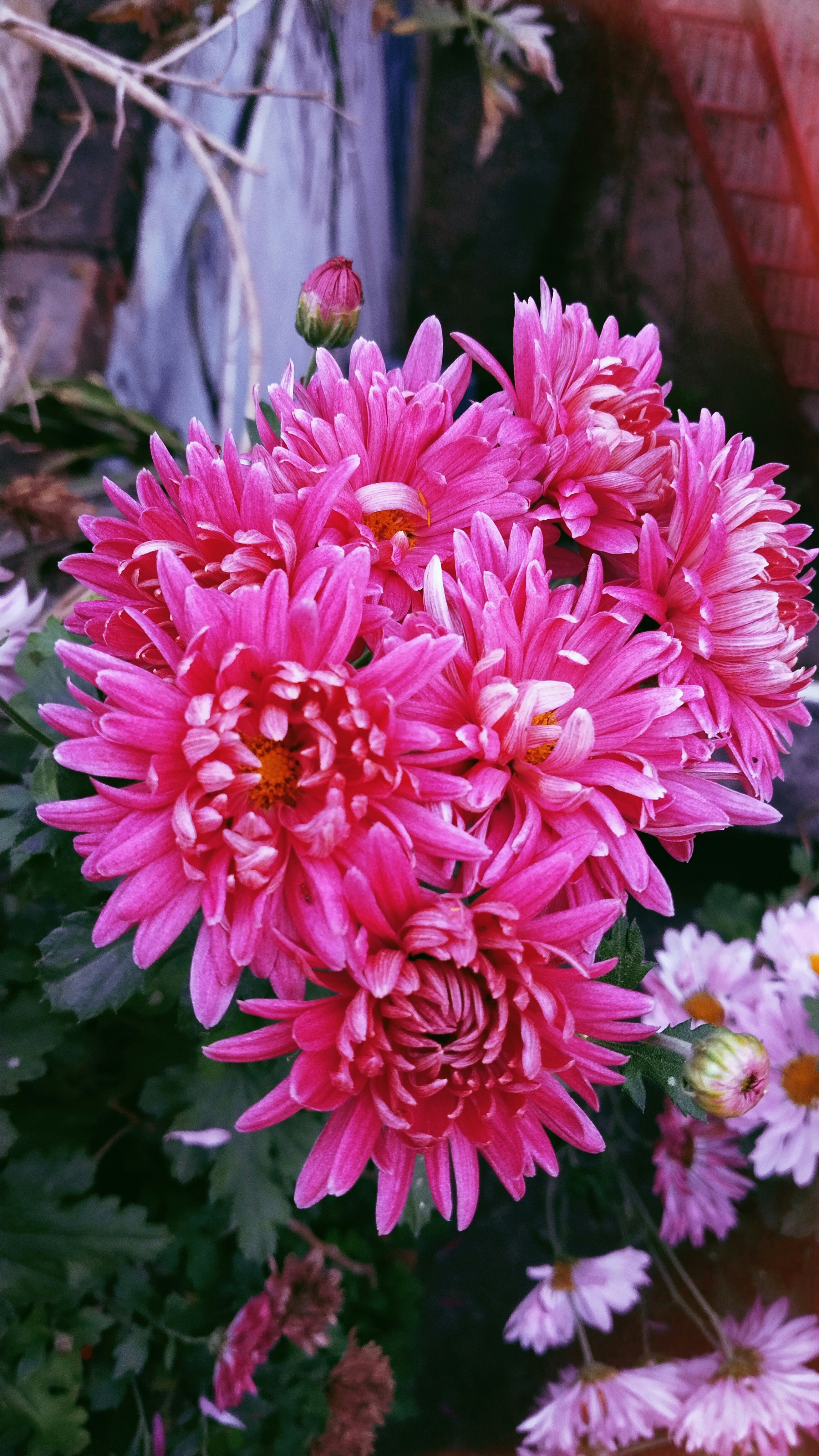 Pink Chrysanthemums in Full Bloom