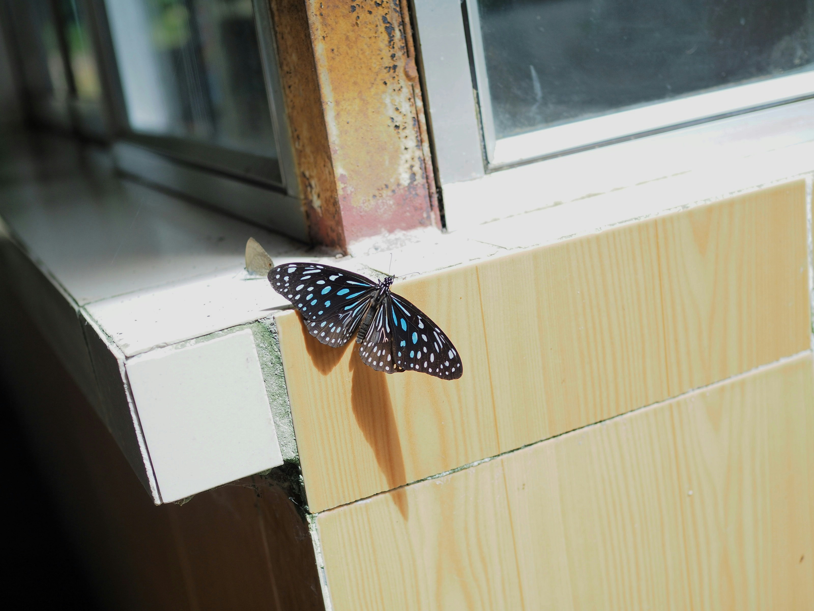 Blue-Black Butterfly at a Sunlit Window Sill