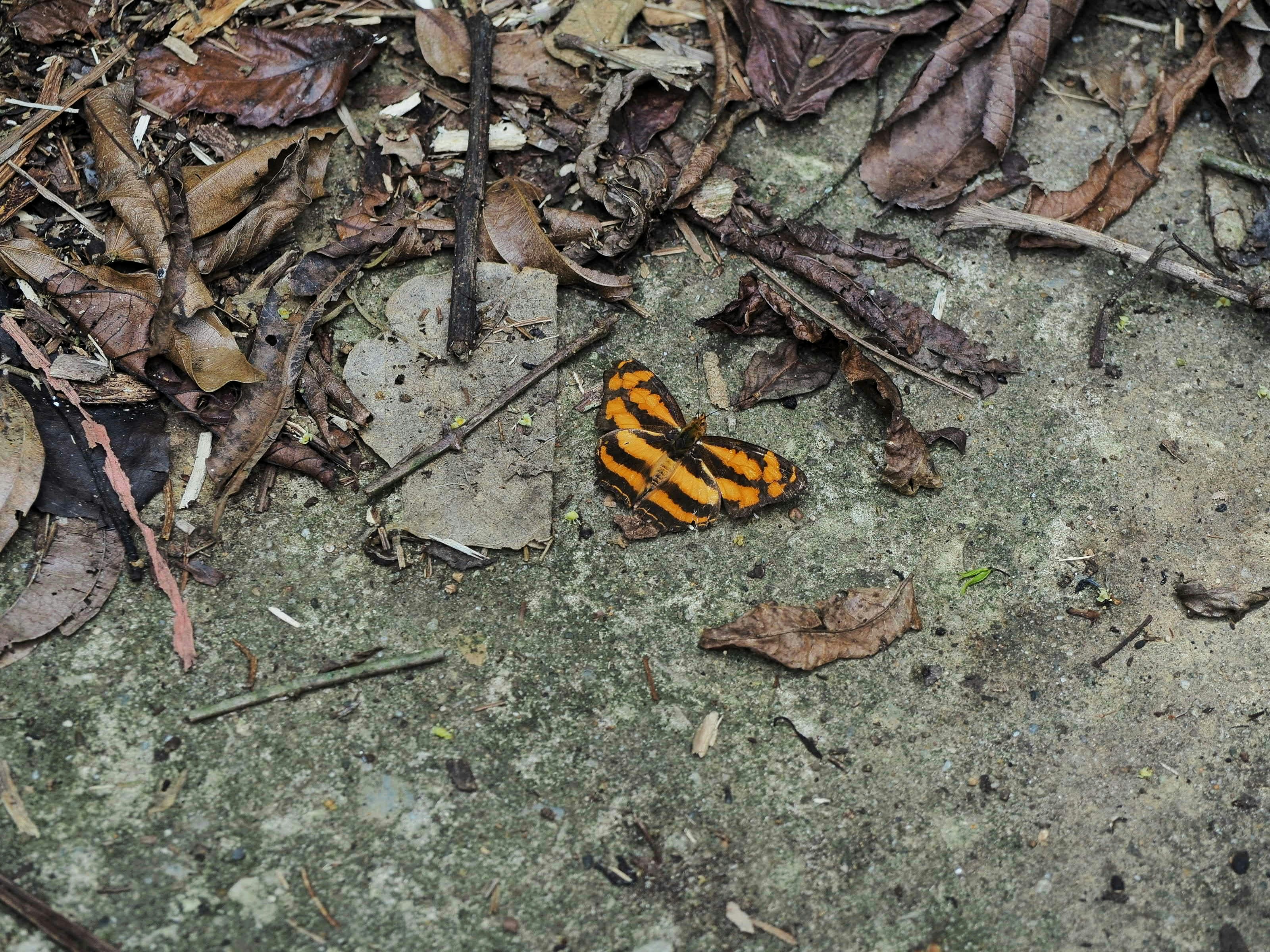 Vivid Tiger Moth Resting on Mossy Ground