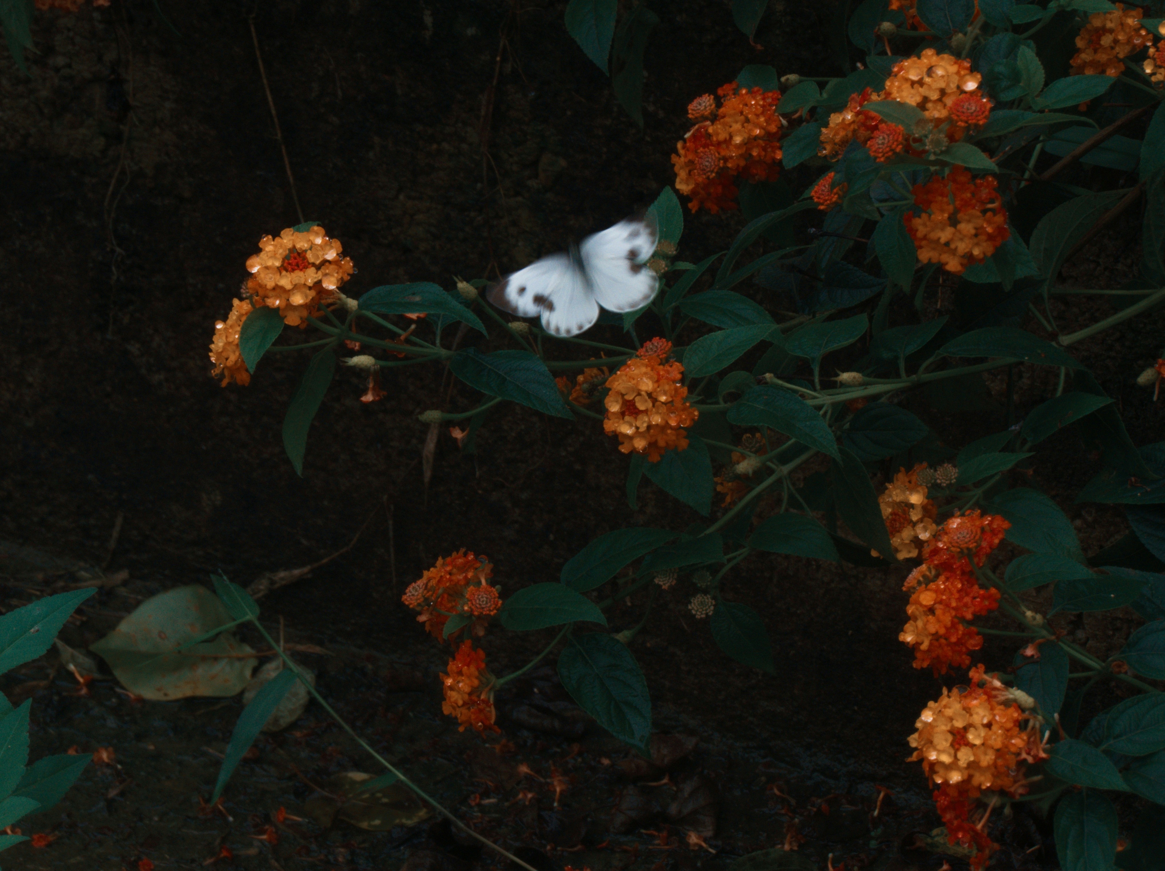 White butterfly alight among orange blossoms in dappled garden shade