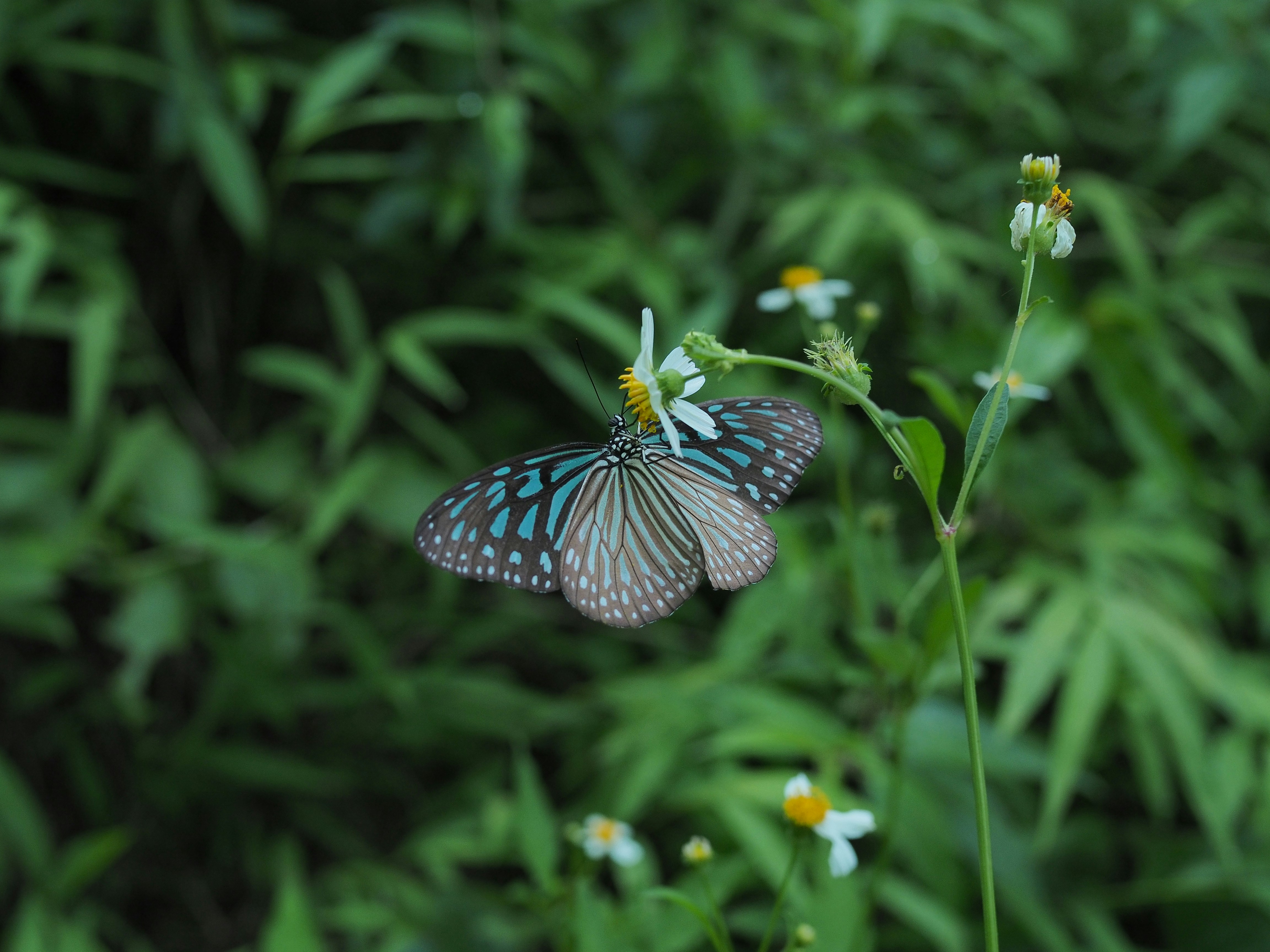 Azure-Patterned Butterfly Anchored on a White-Flower Veil