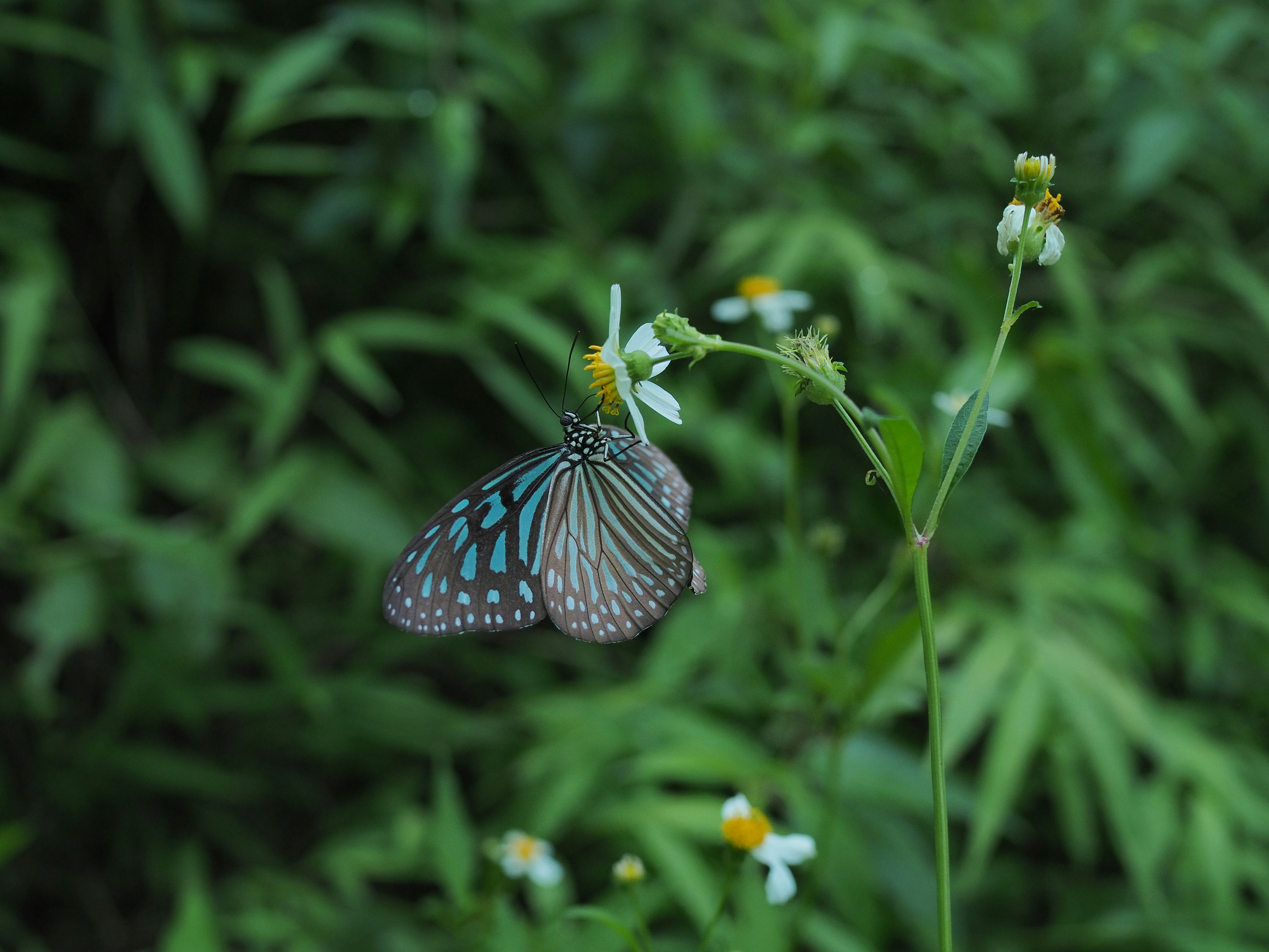 Azure-tinged Butterfly on a Delicate Daisy