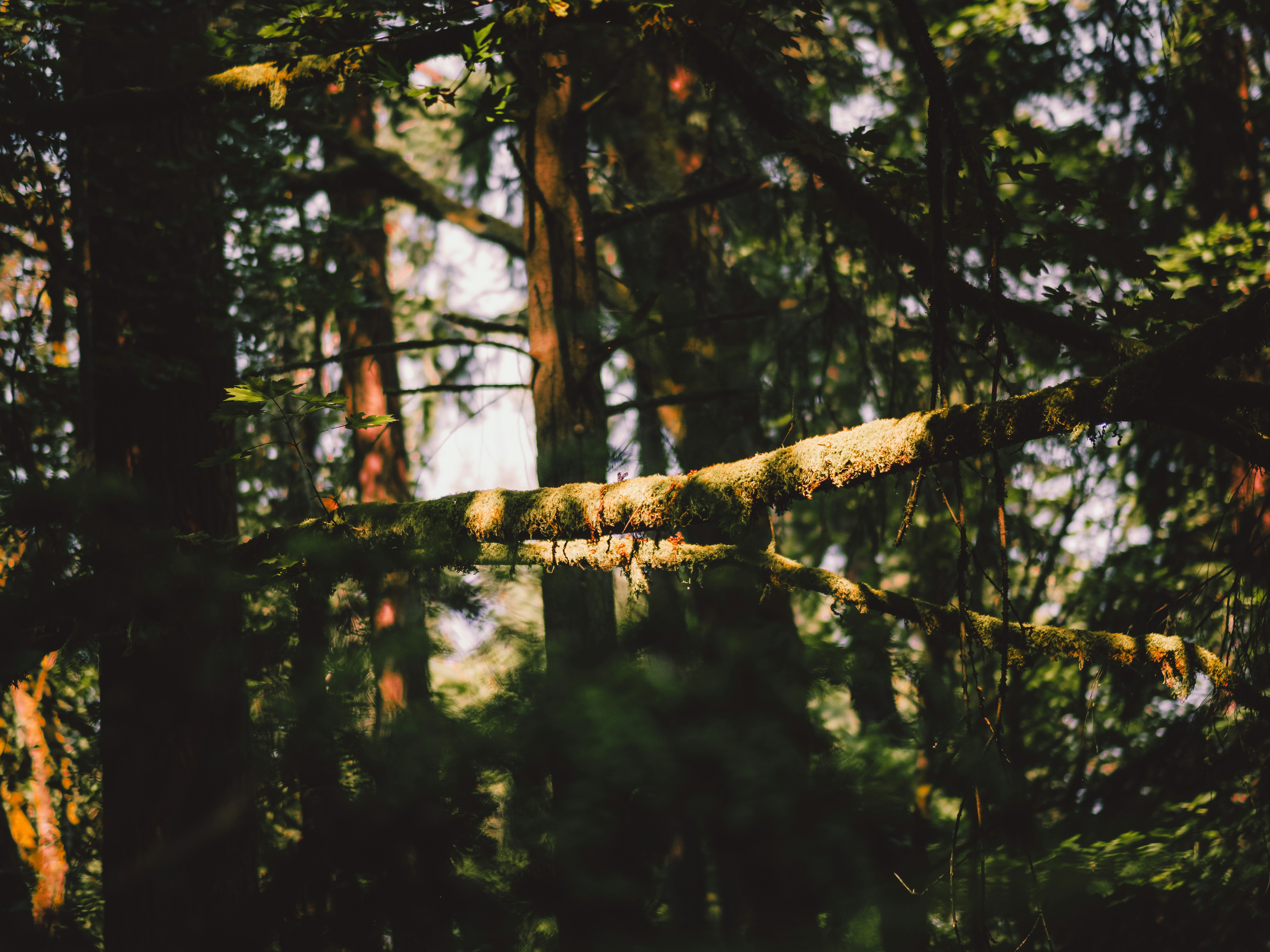 Lichen-stitched Branches Across a Quiet Forest Gap