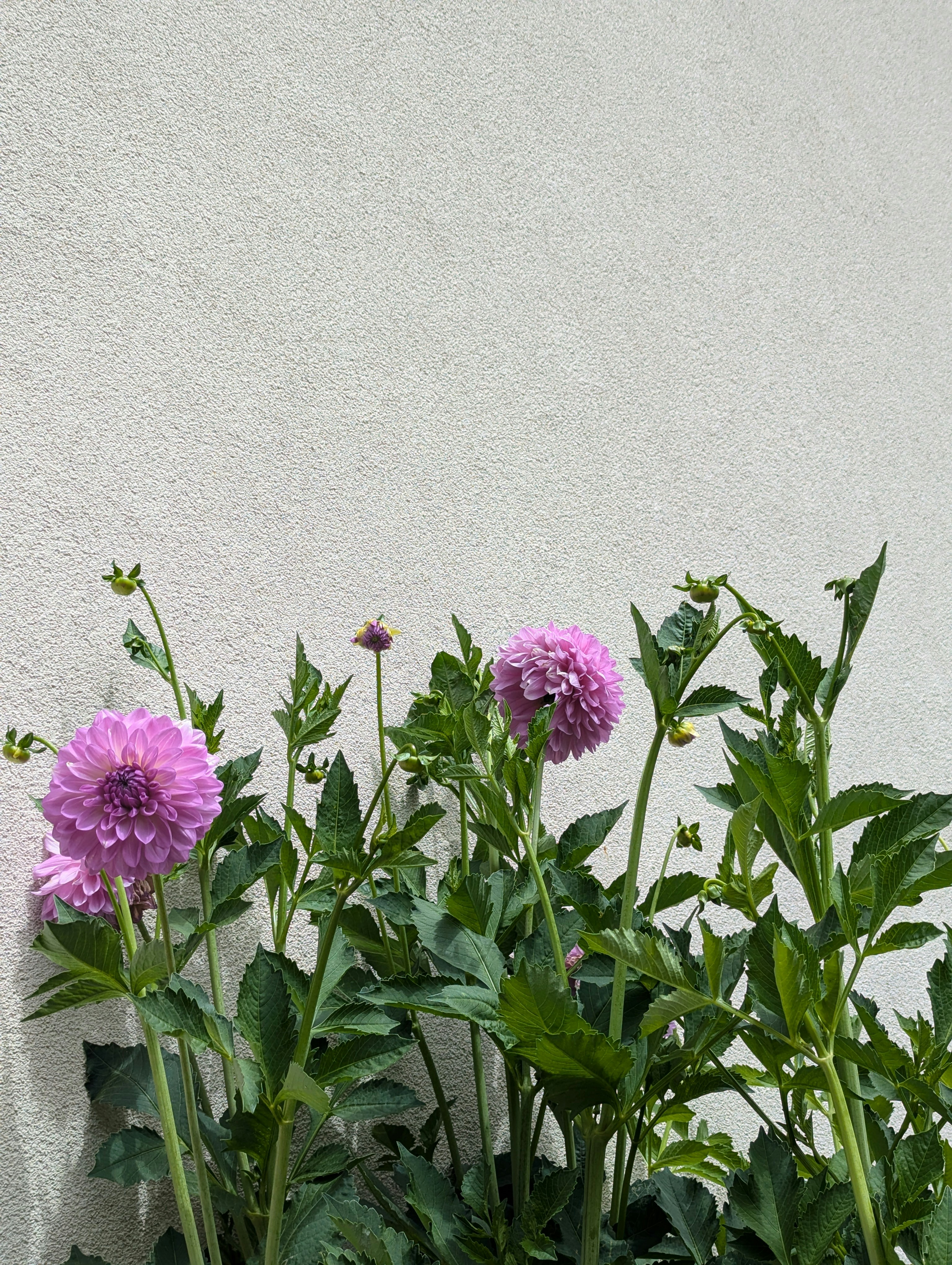 A minimalist horizontal shot featuring vibrant purple dahlias and green foliage leaning against an off-white textured stucco wall. Harsh sunlight creates soft shadows along the textured surface, leaving generous negative space on the left. Ideal for floral design backgrounds, graphic overlays, minimalist nature concepts, and stock photography.