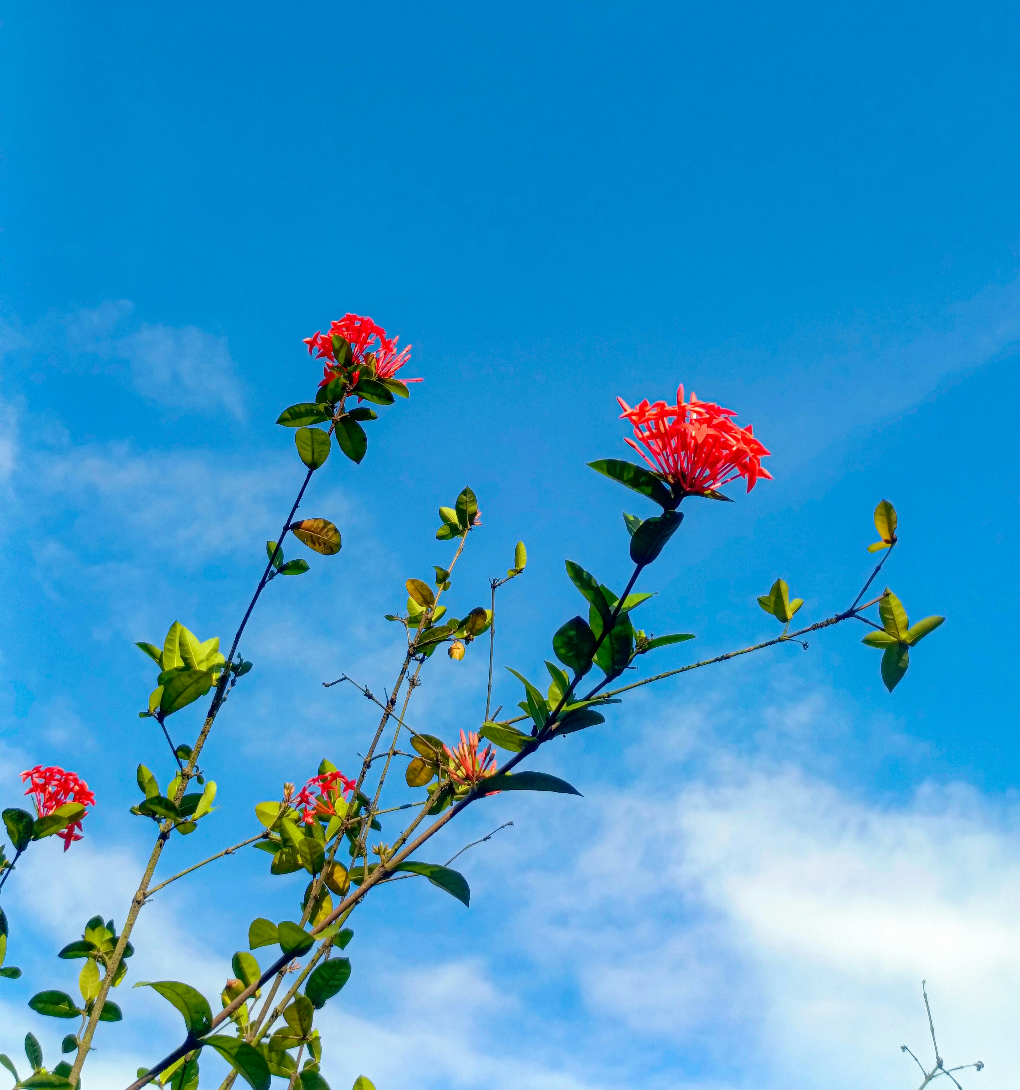 Vibrant red blossoms on slender branches against a clear blue sky, highlighting spring growth and contrast in natural light.