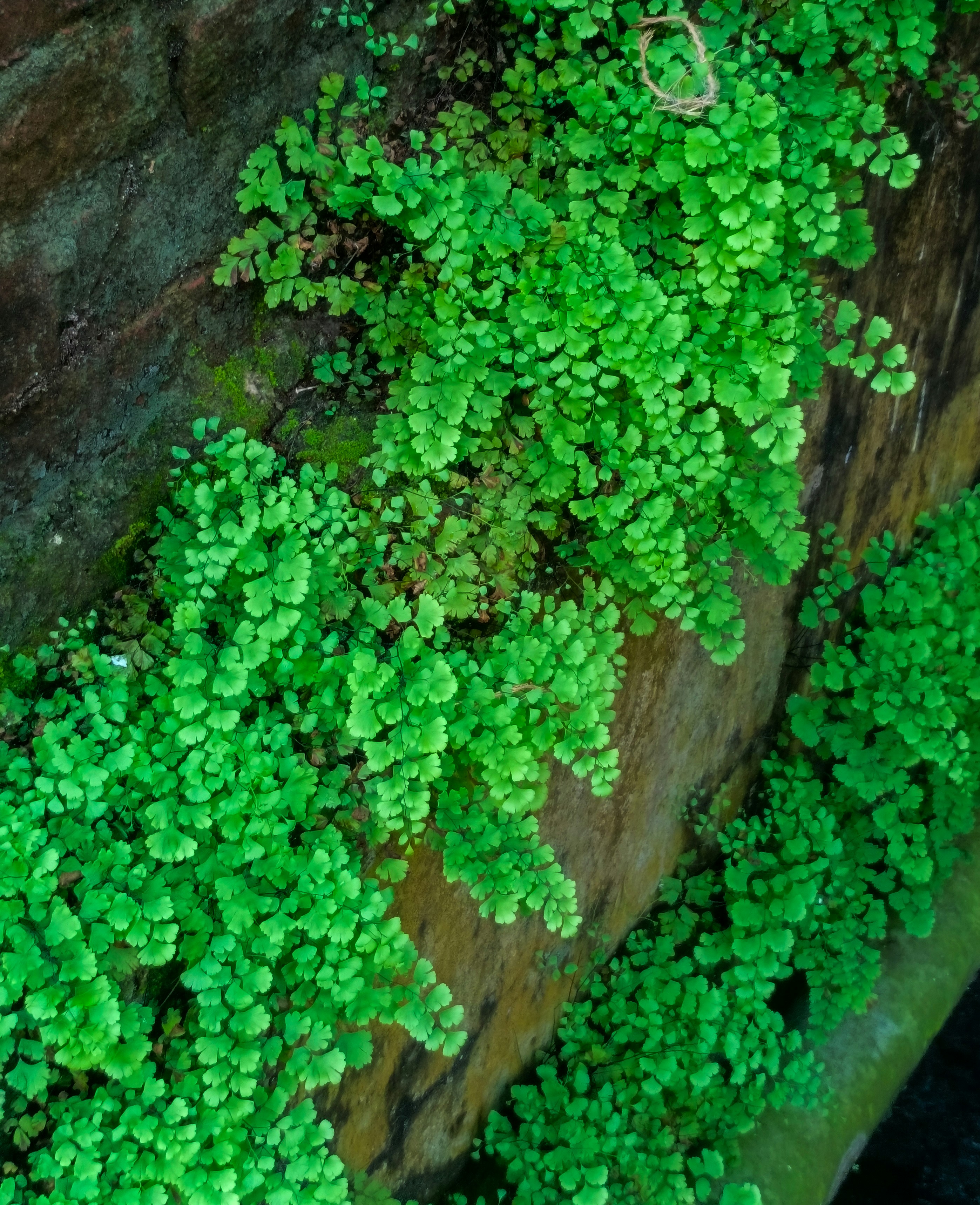 Bright green clumps of small leaves cascade along a mossy rock wall, foregrounding a dense texture and natural pattern. A close-up of vibrant vegetation in natural light.