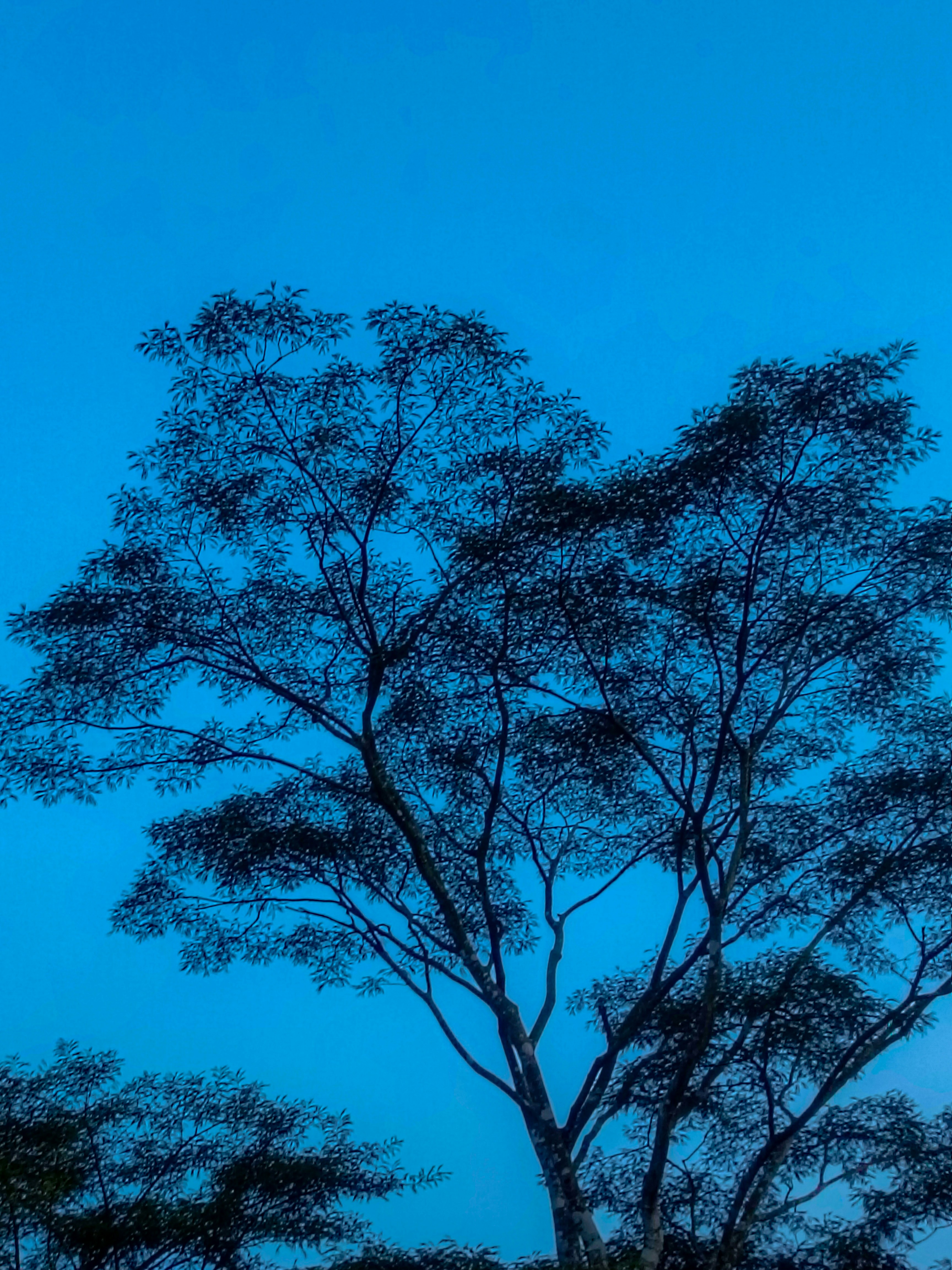 Silhouetted tree branches reach upward against a vivid blue sky, captured as a simple nature portrait with a focus on form and negative space. Note: photograph shows a natural scene rather than an illustration or painting.
