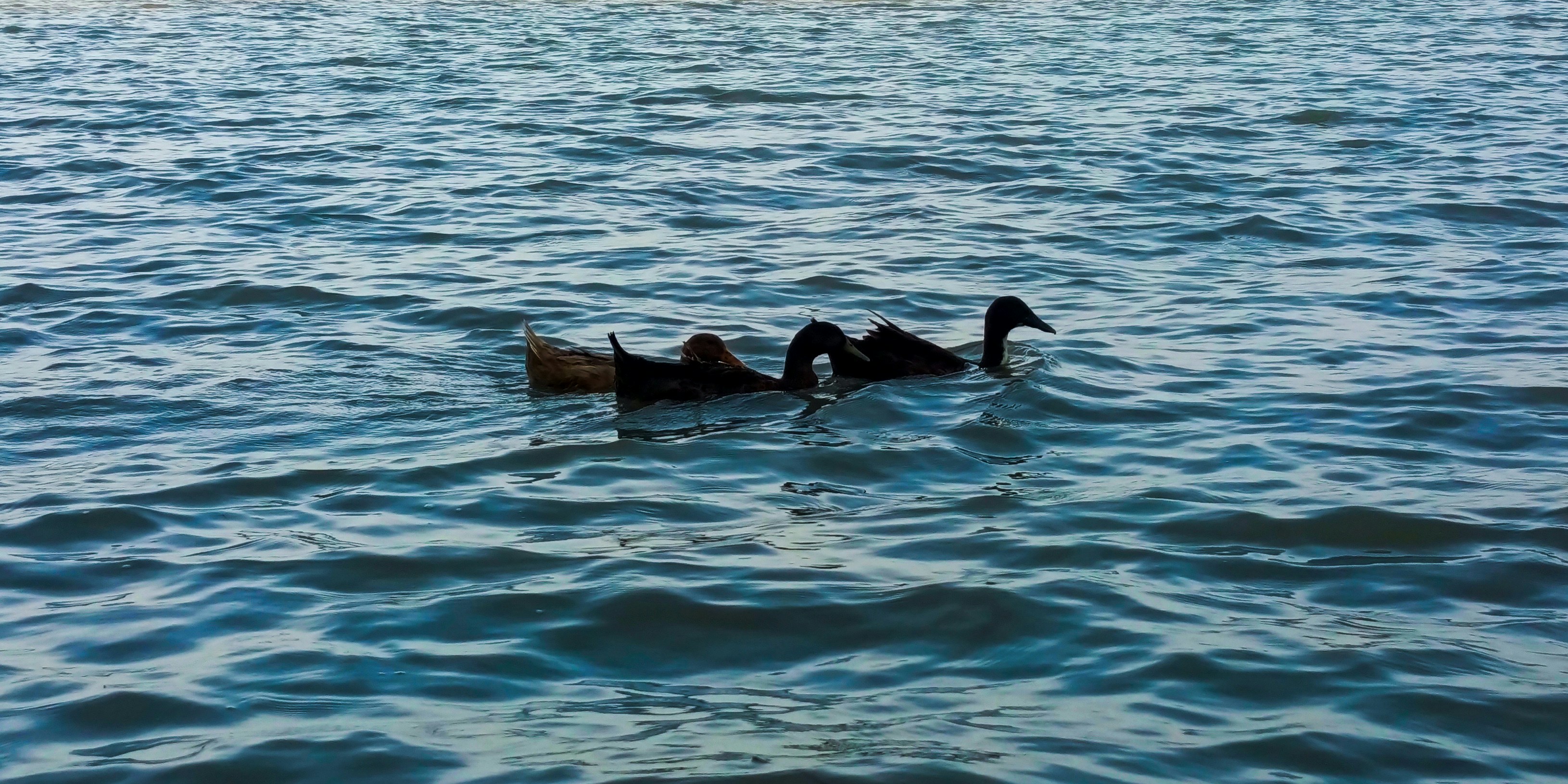 A small flock of ducks glides across calm blue water, creating gentle ripples as they move together.