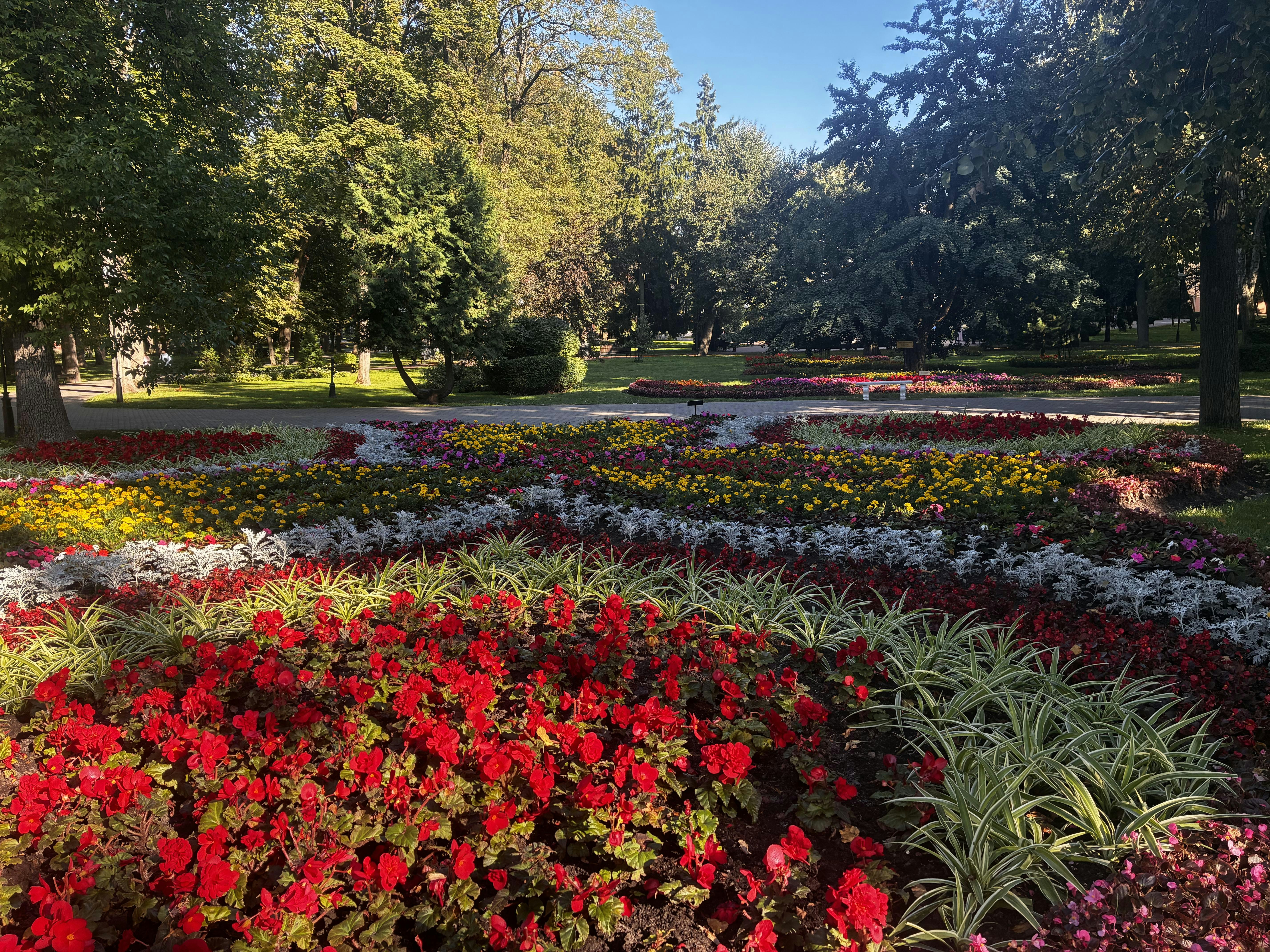 Velvet Carpet of Blossoms in a Sunlit City Park