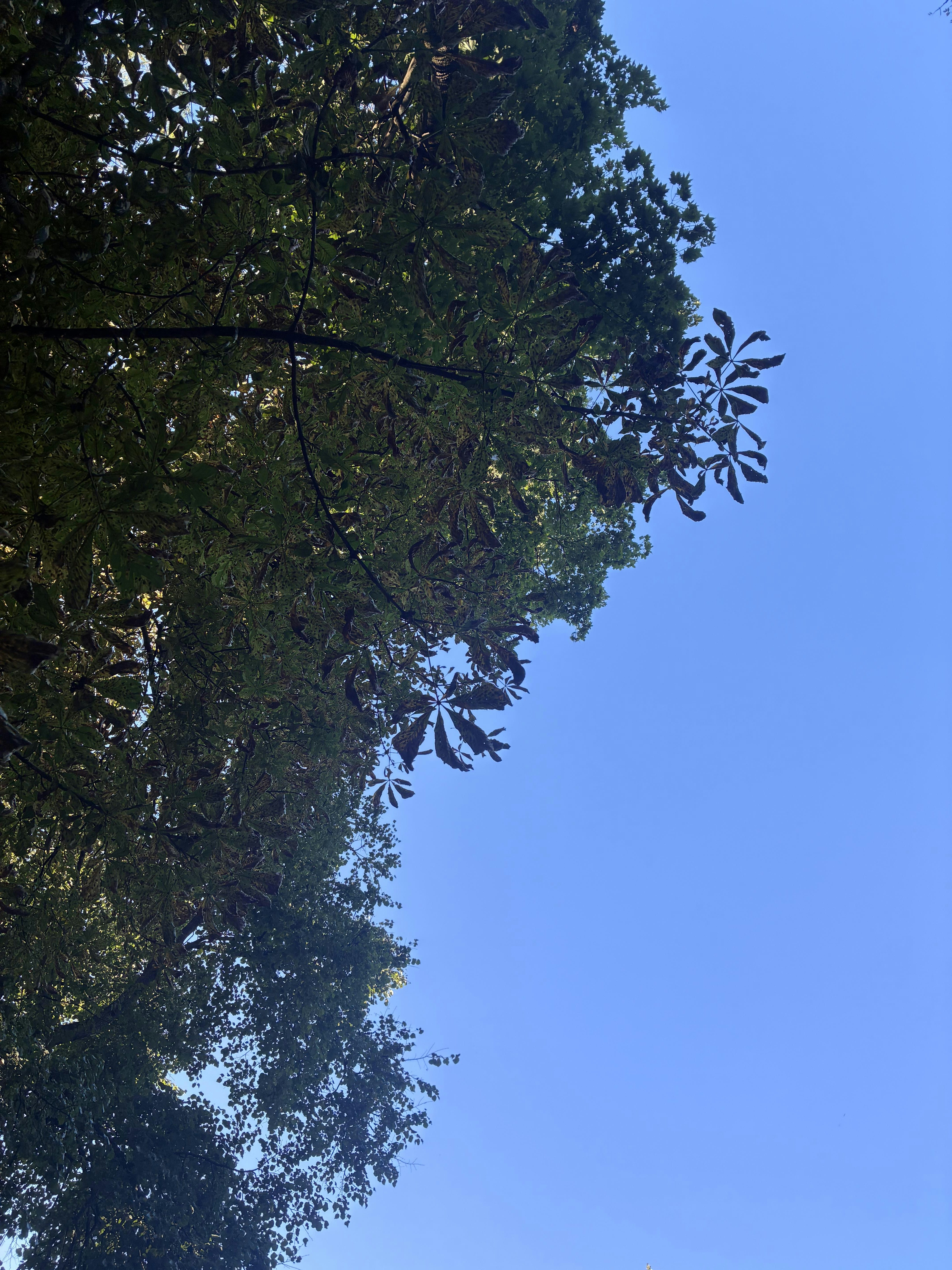 Branches Against a Clear Sky: A Cut of Verdant Canopy