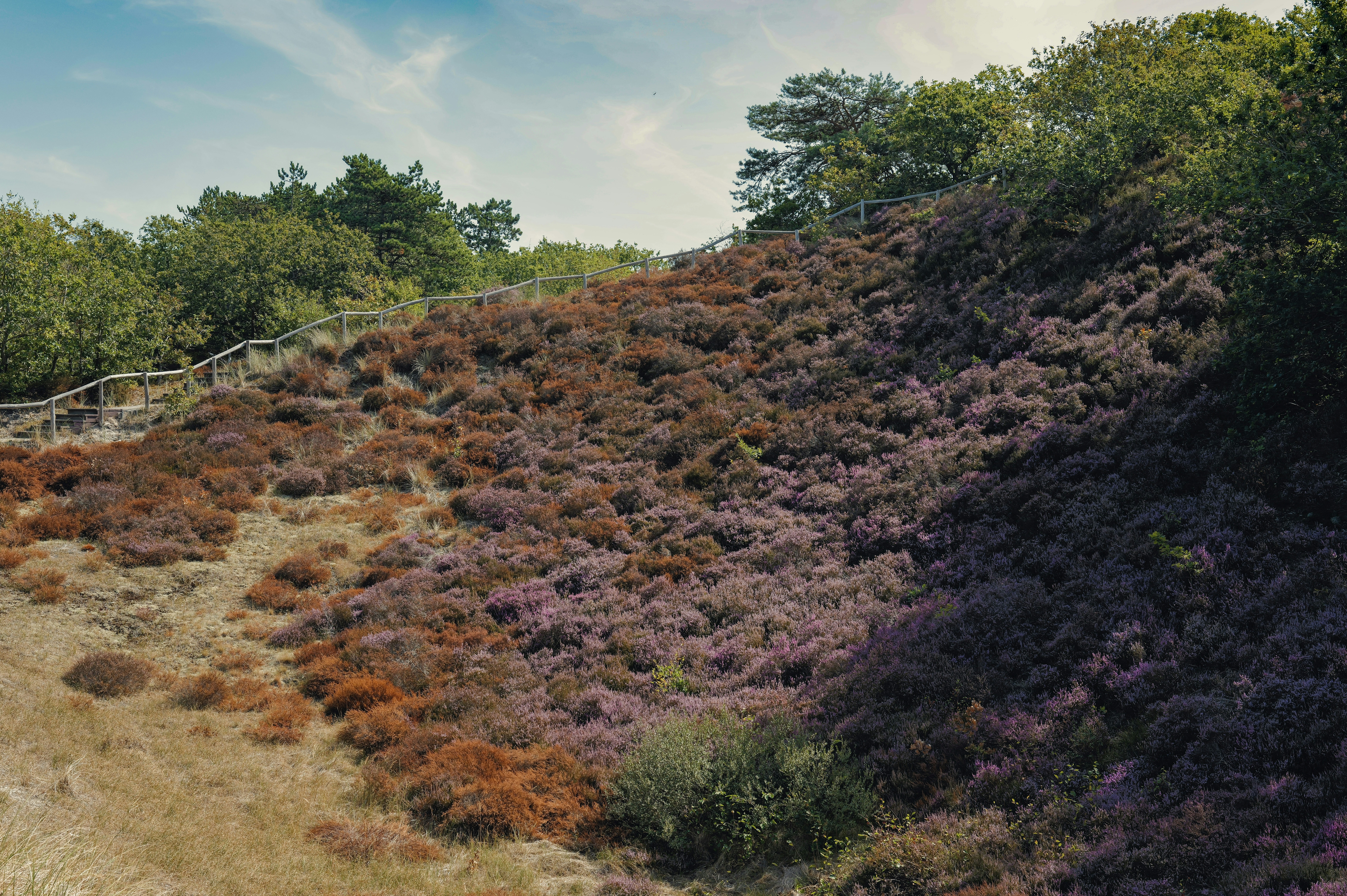 Slope of Lavender-Brown: A Coastal Slope in Bloom