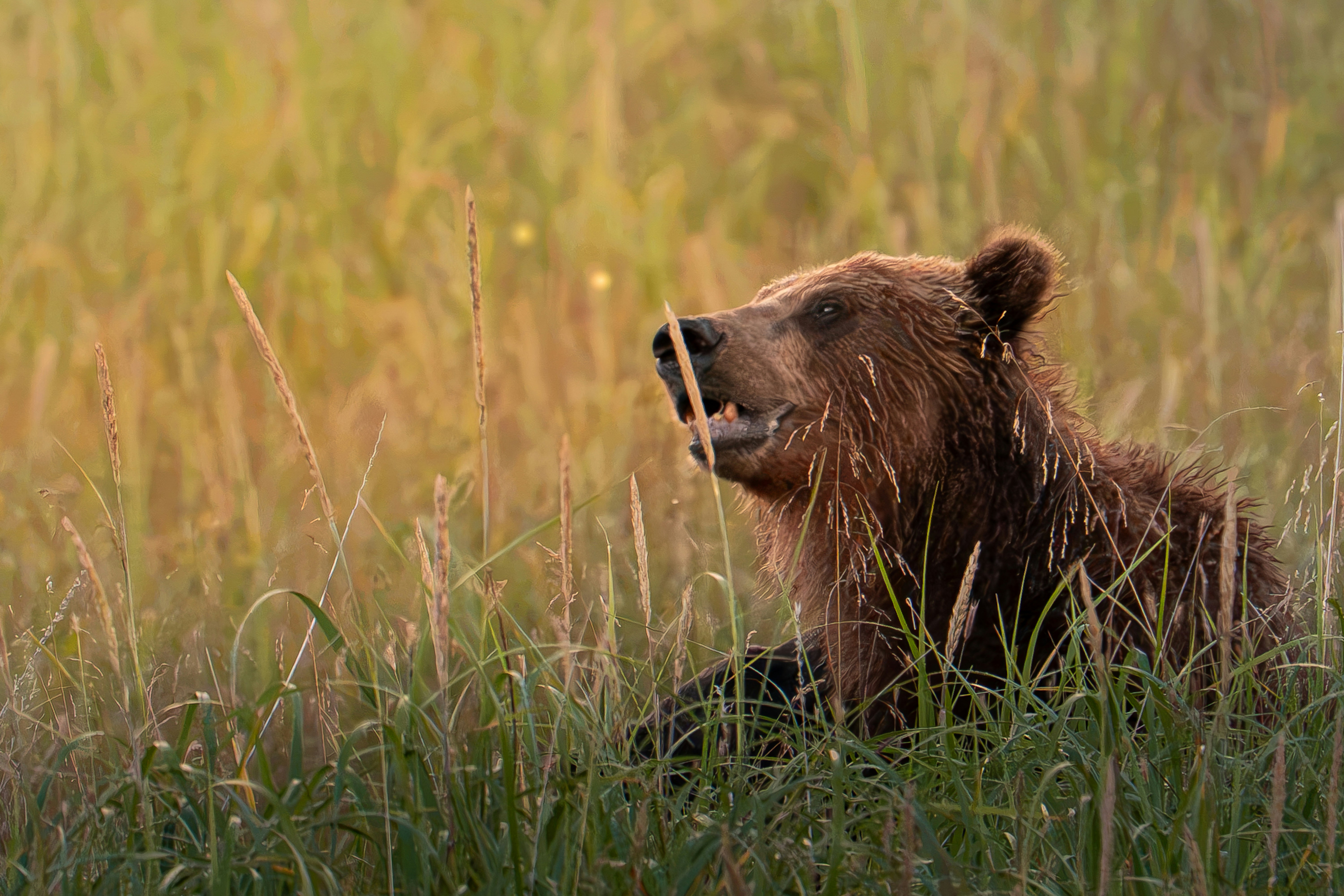 Golden-hour Grin: A Grizzly Resting in Tall Grass
