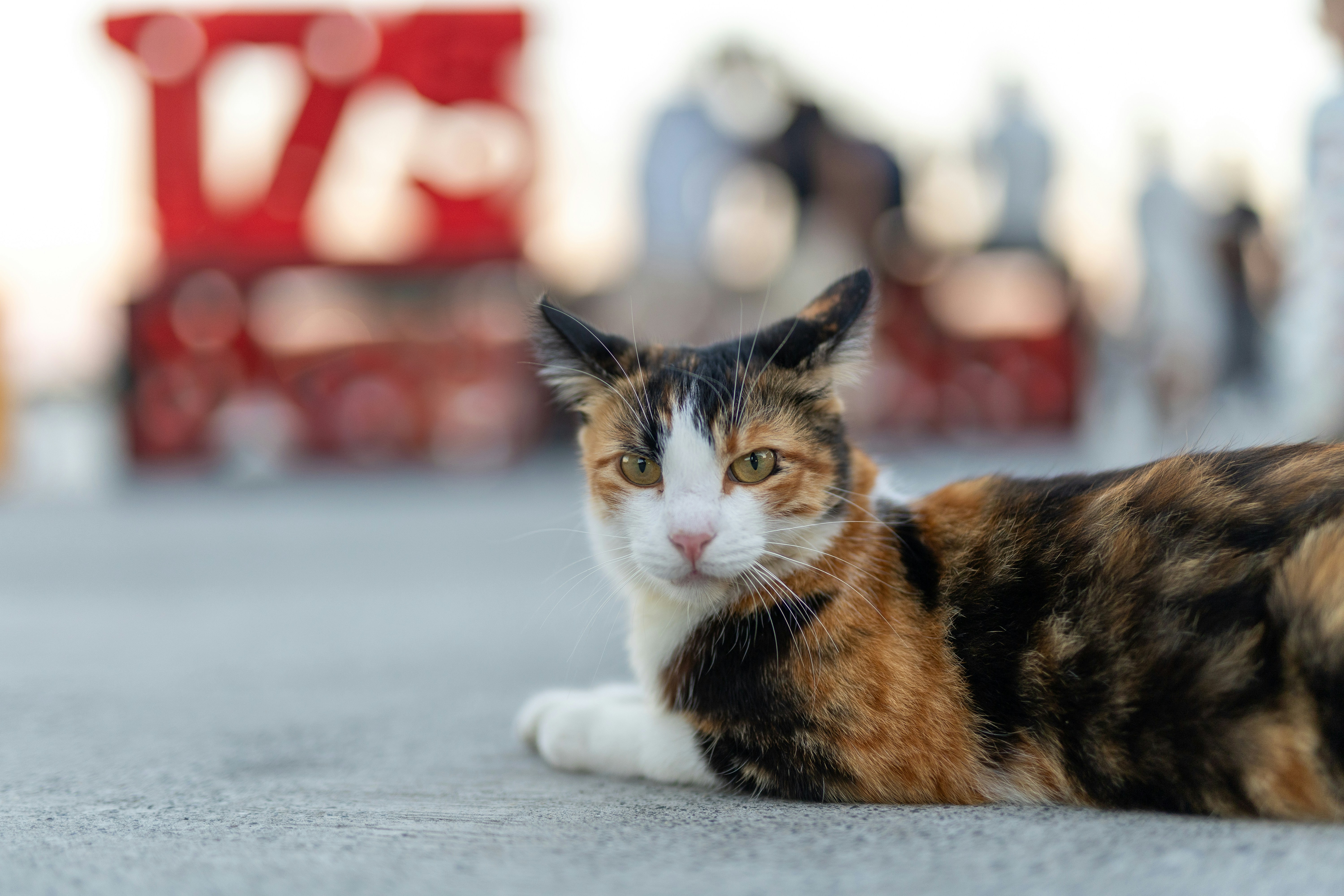 Calico Cat On Concrete Ground with Blurred Crowd Backdrop
