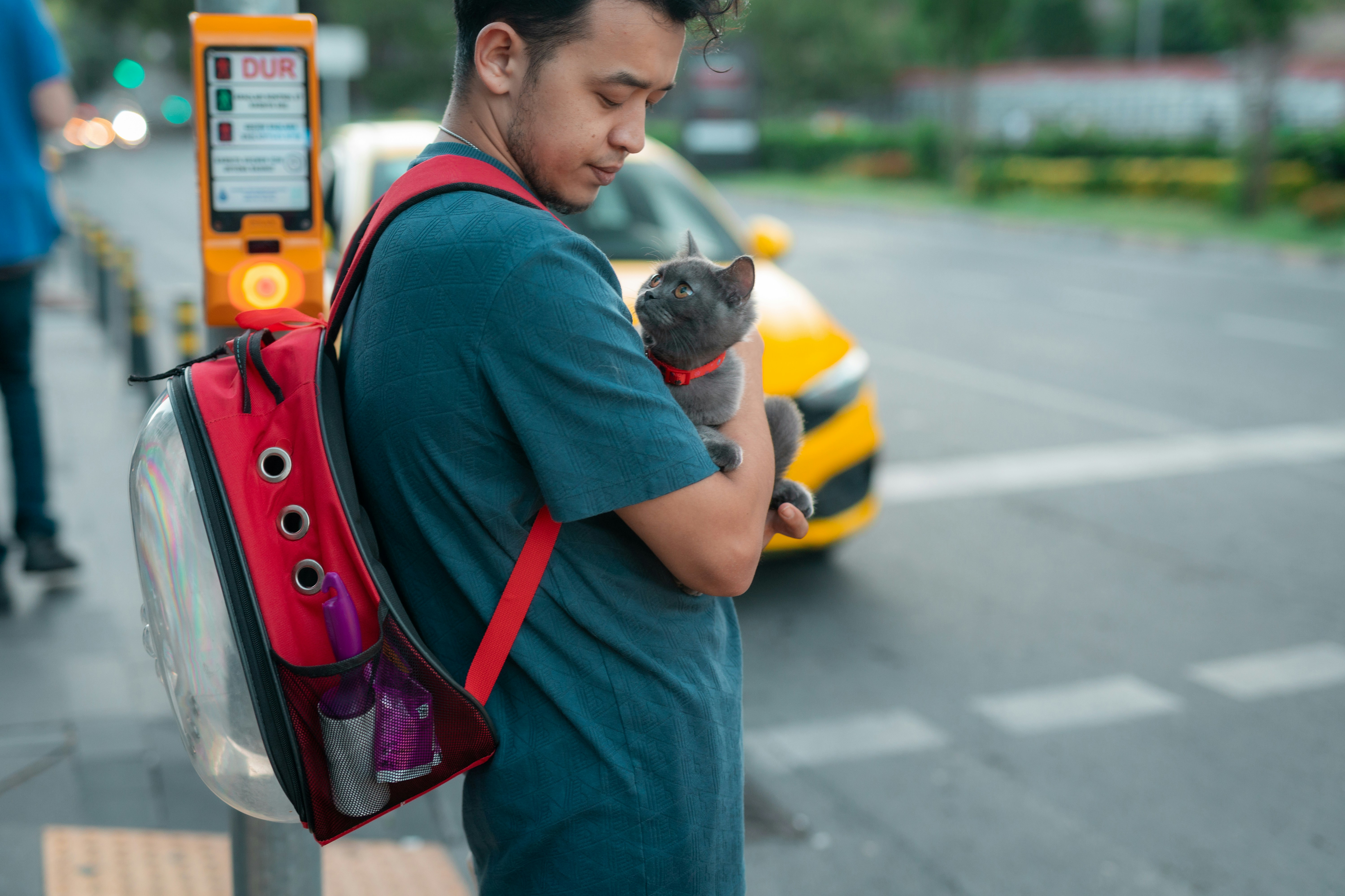 Cat in the Bag: A Transit Moment of Quiet Between Streets