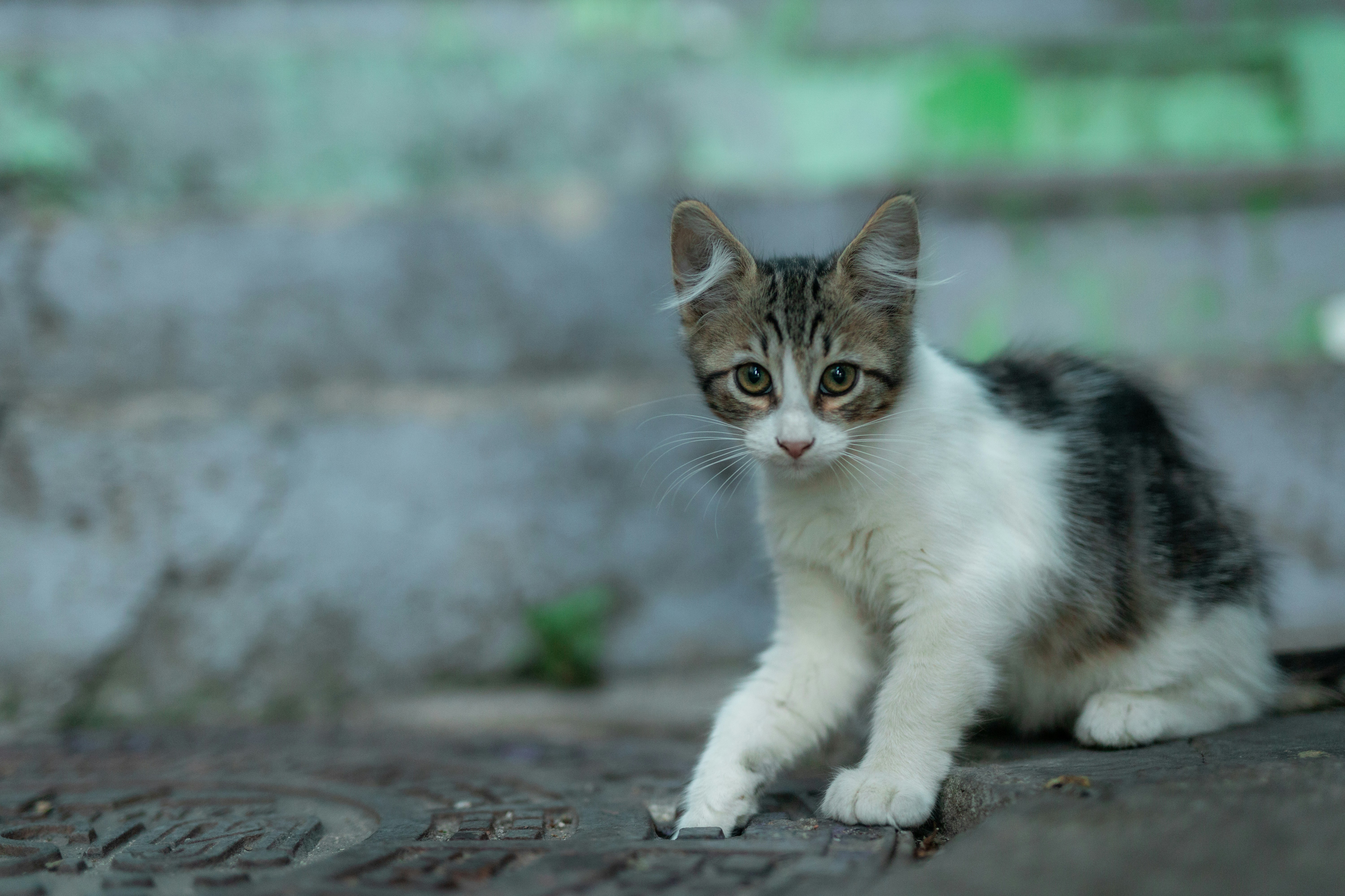 Curious Kitten on a Concrete Stage