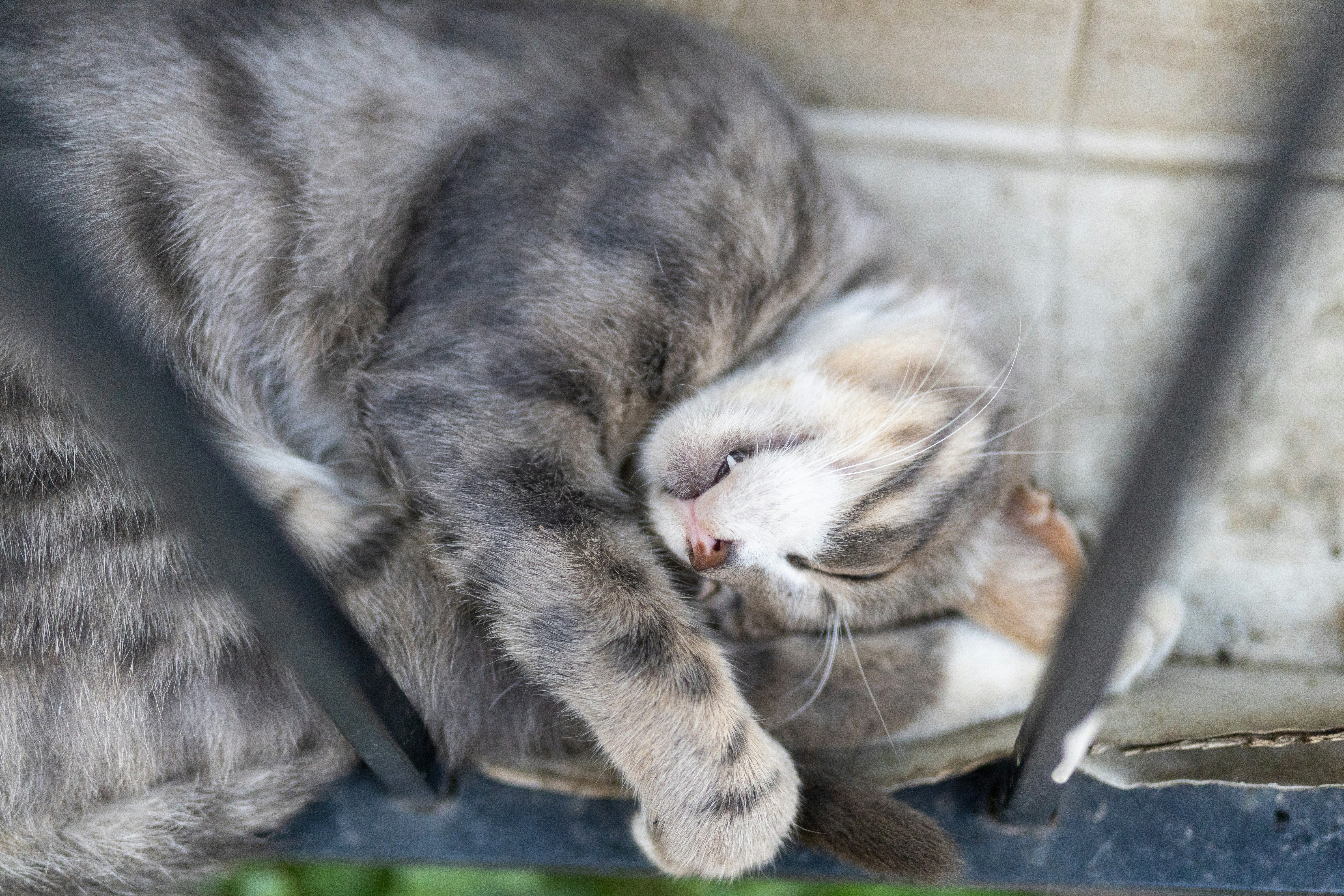 Stray Slumber Under Metallic Slats