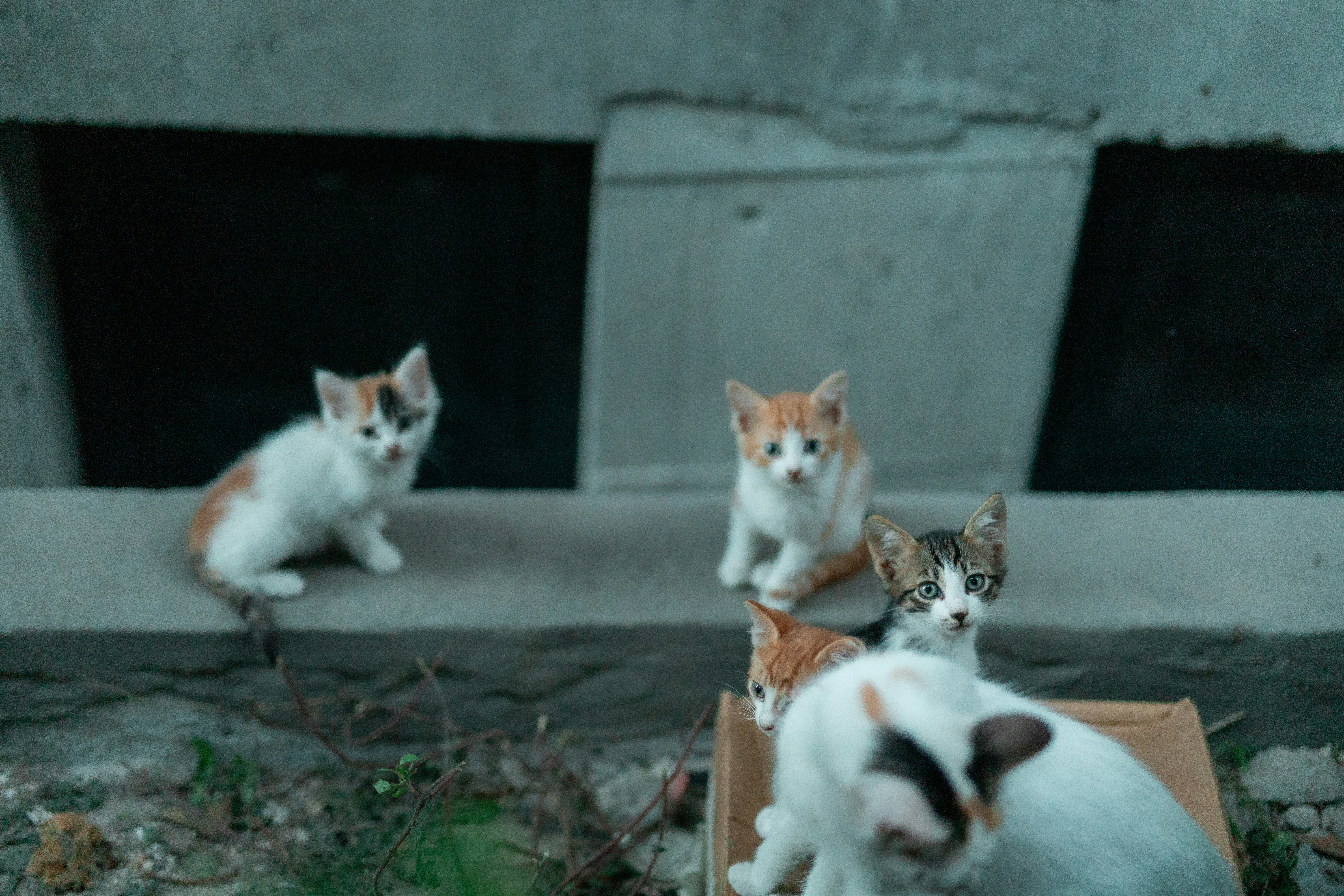 Curious Flock of Orphaned Kittens Survey a Rooftop Yard