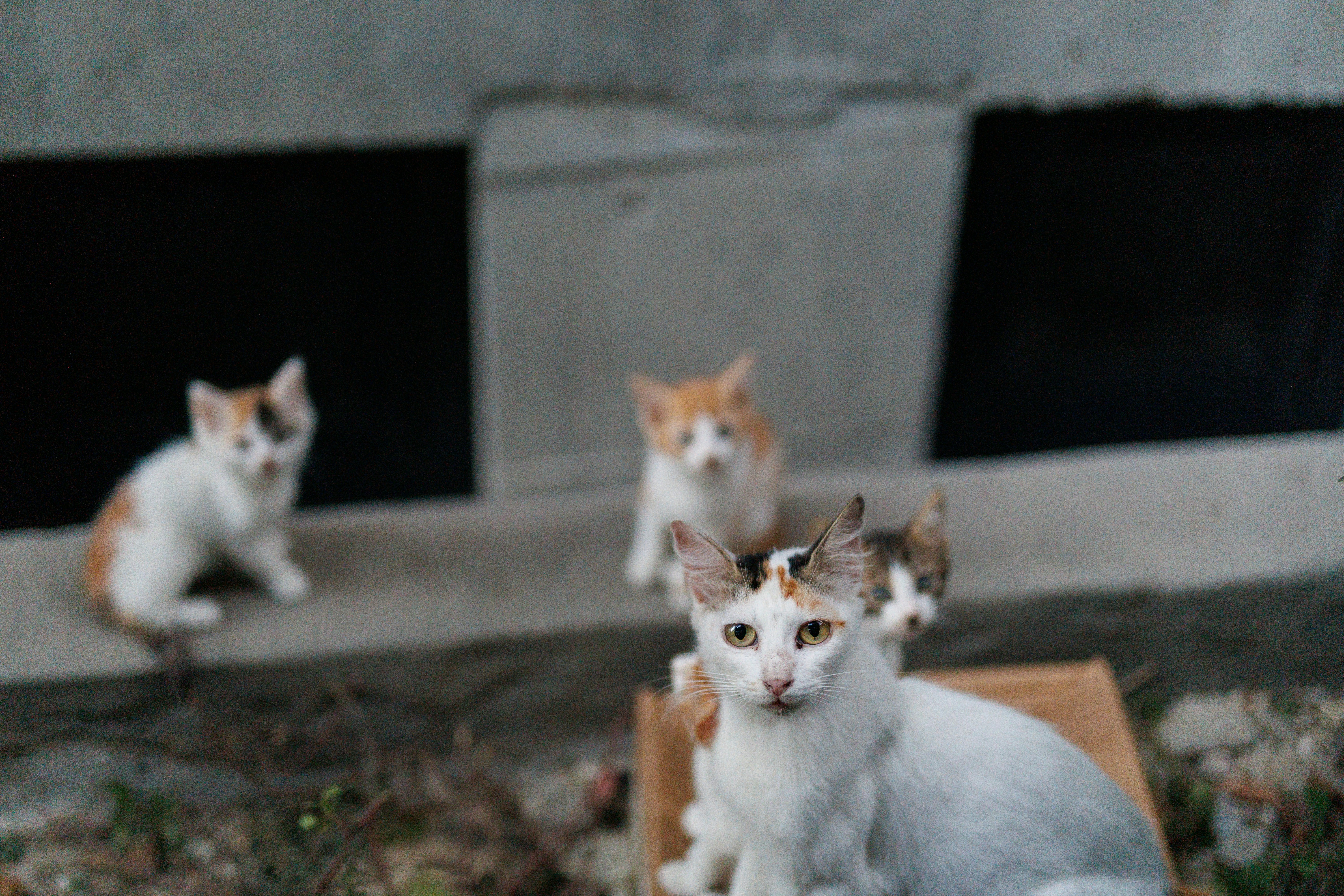 Courtyard Assembly: A Trio of Curious Cats