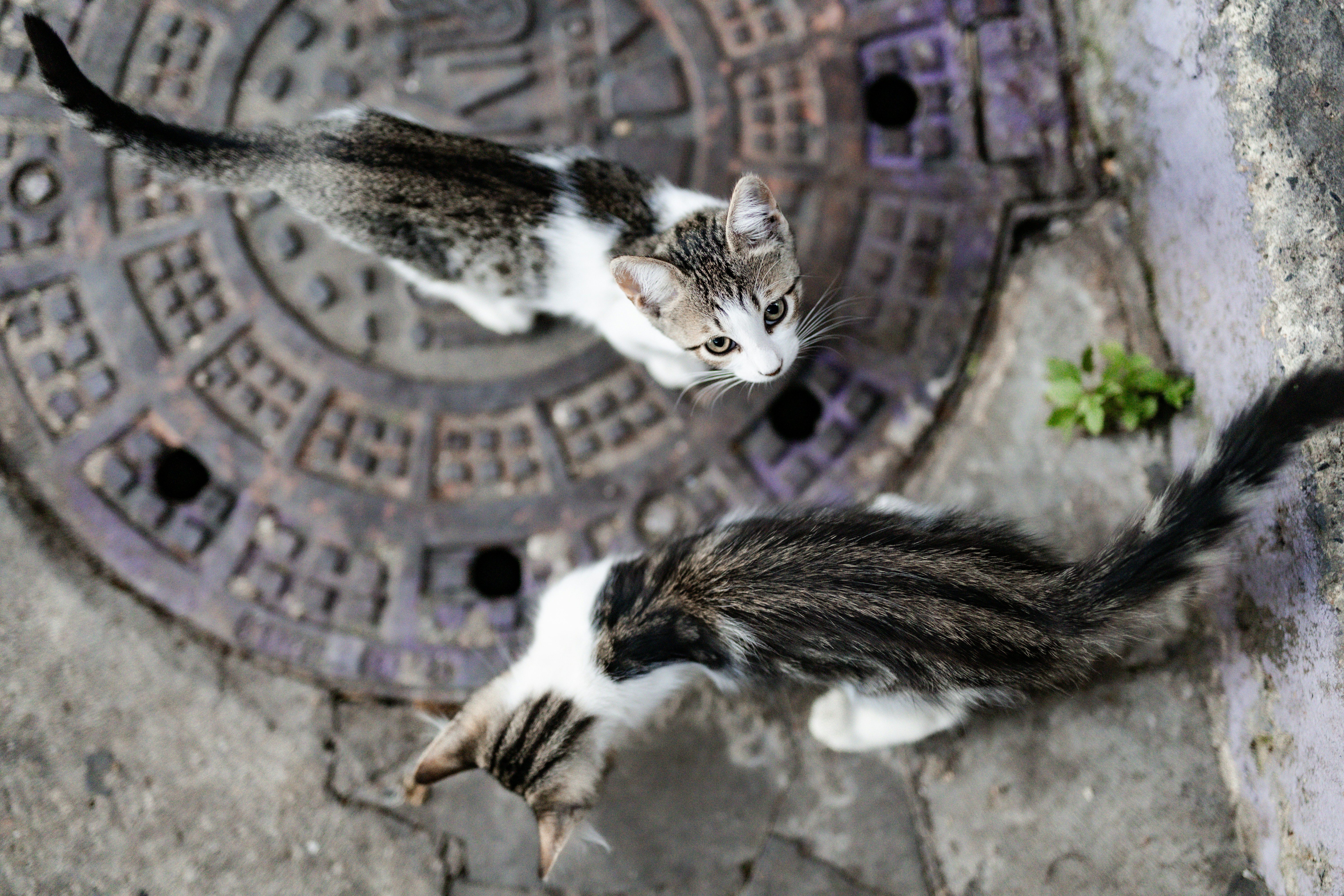 Urban Cat Convergence: Two Feline Observers on a Metal Lattice