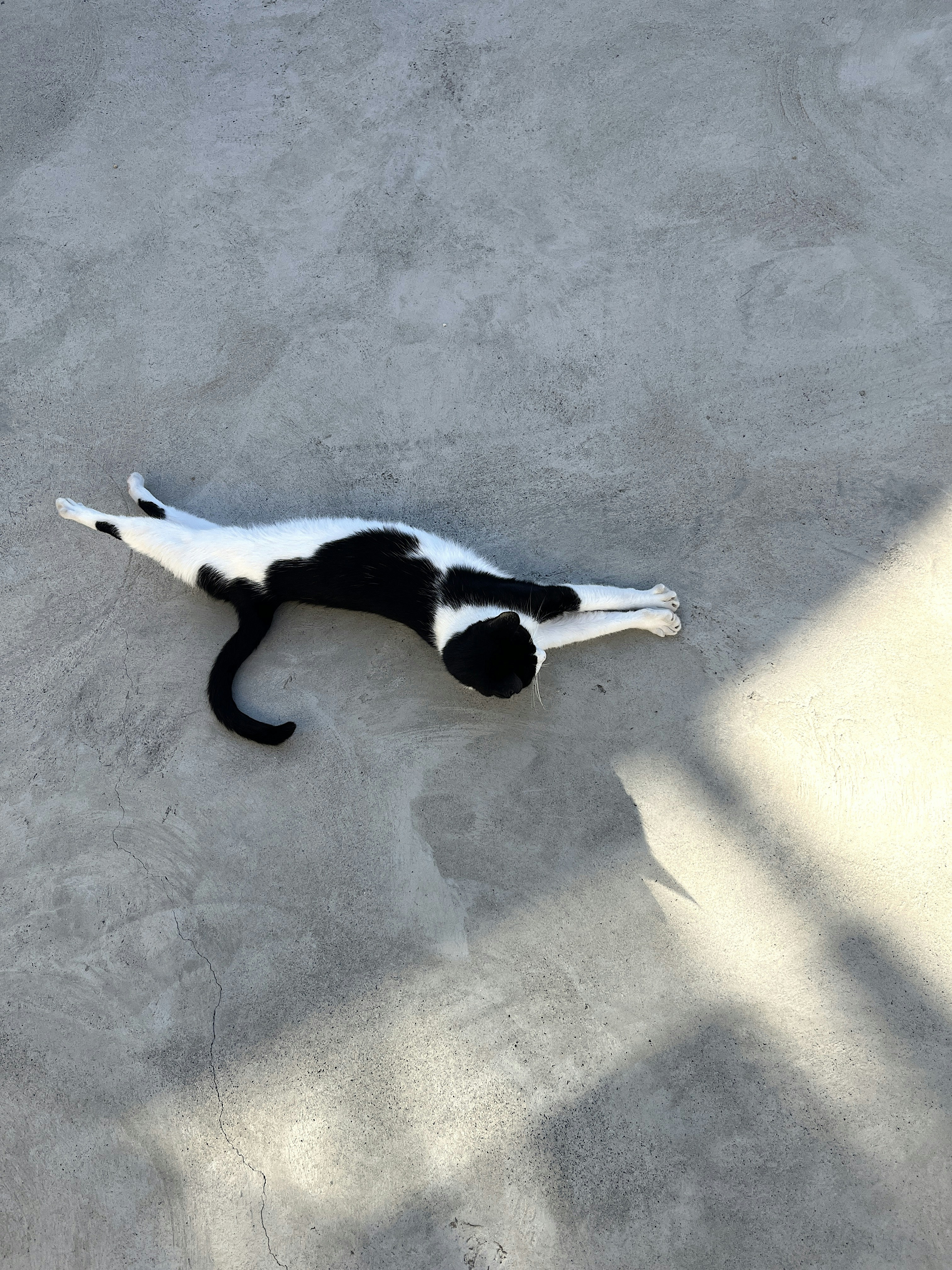 Stretching Shadow: a black-and-white cat on sunlit concrete