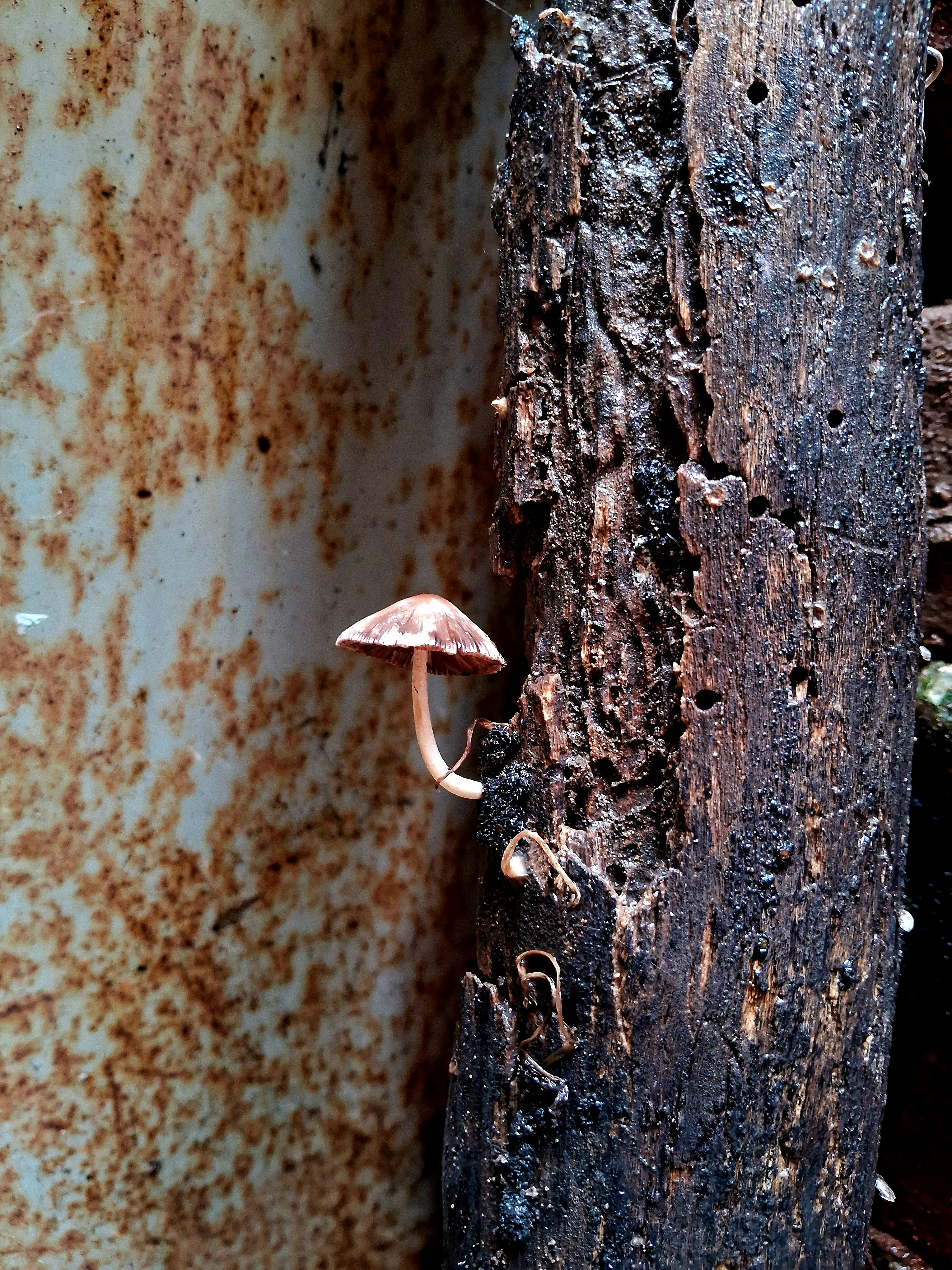 Tiny mushroom clings to a dark, textured trunk beside a rust-streaked surface, forming a quiet forest vignette. A close-up still-life of decay and life captured on nature's canvas.