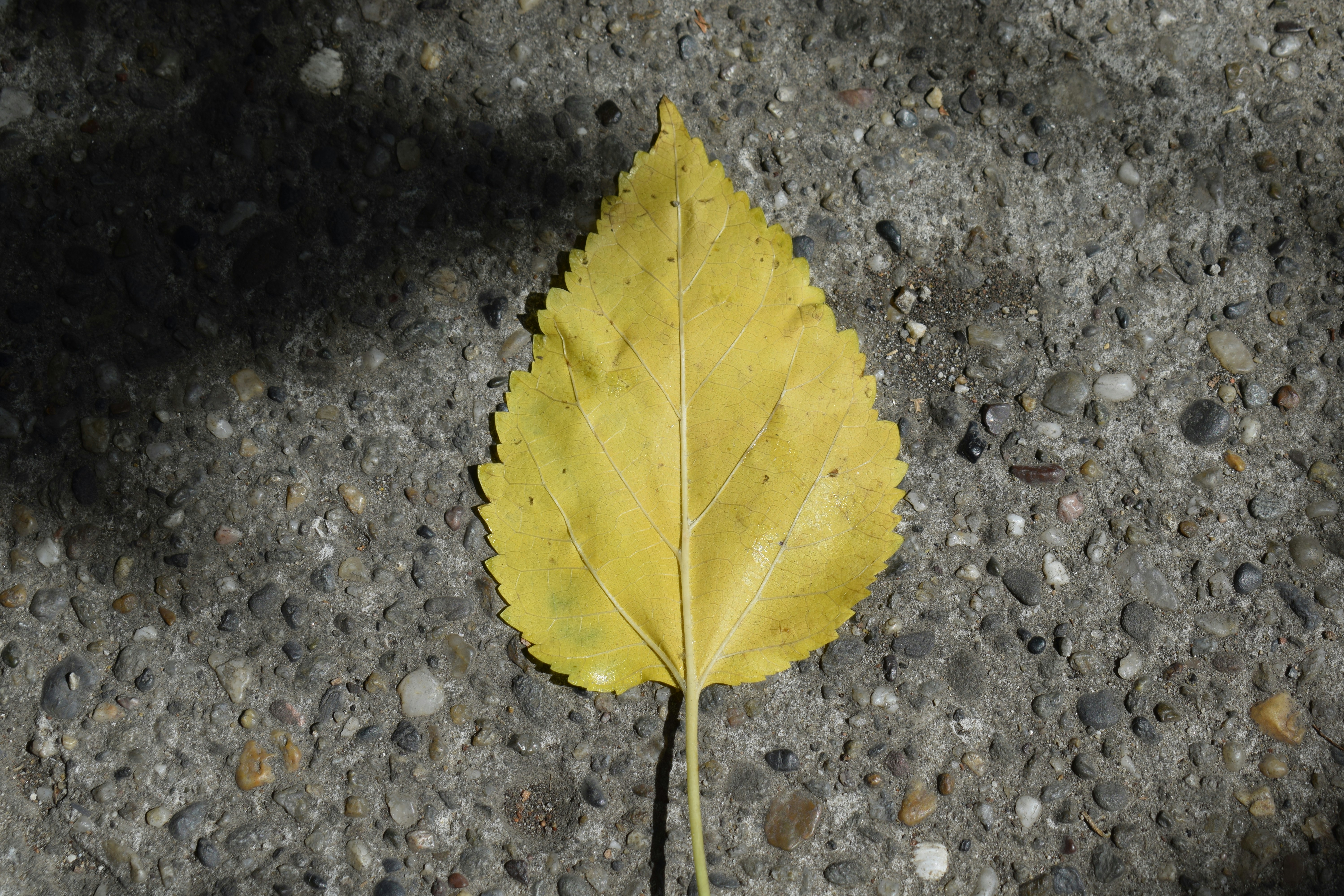 Autumn Leaf on Wet Concrete: A Quiet Study of Color and Texture