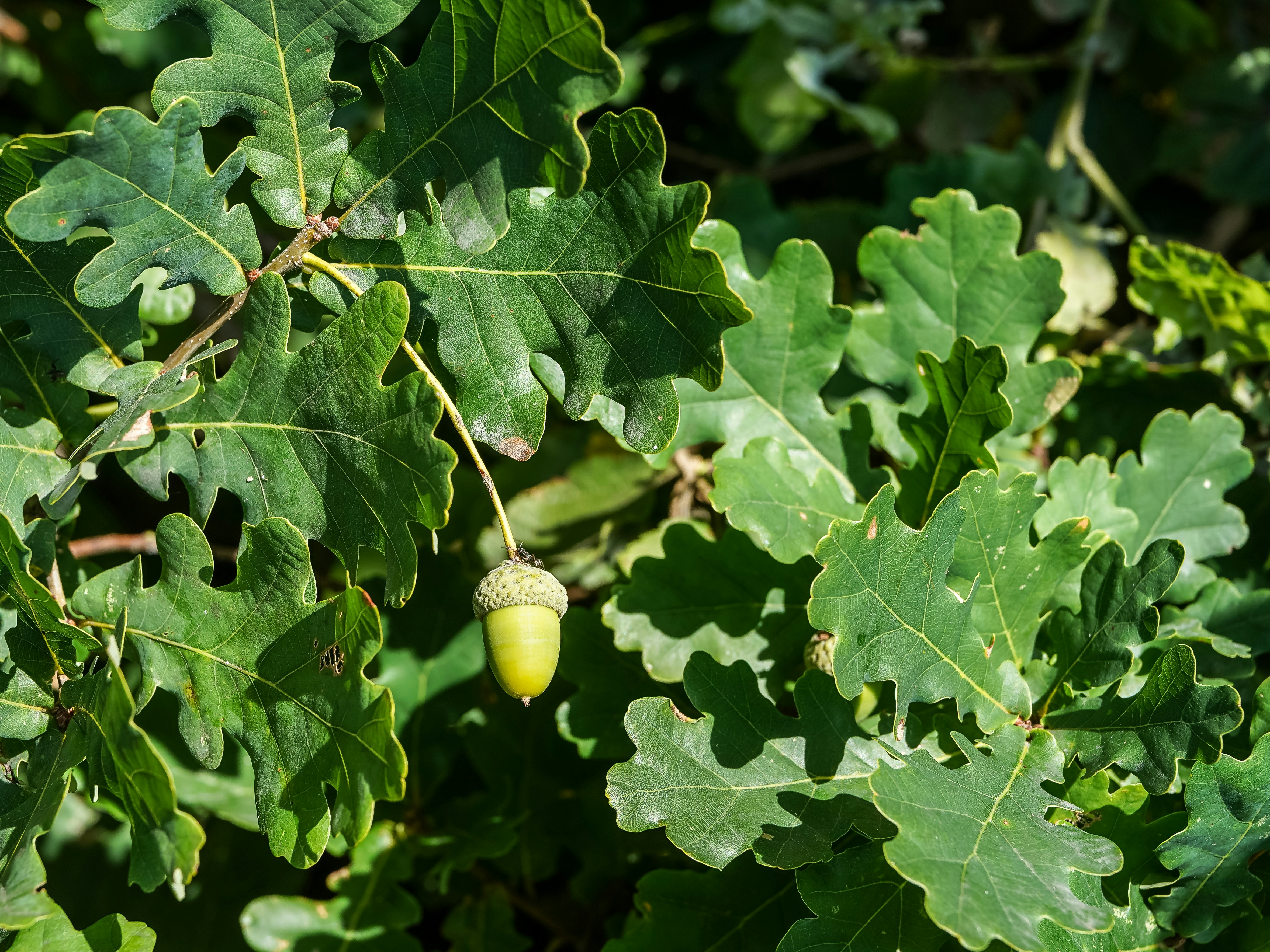 Acorn Amid Oak Fronds: a Quiet Forest Portrait