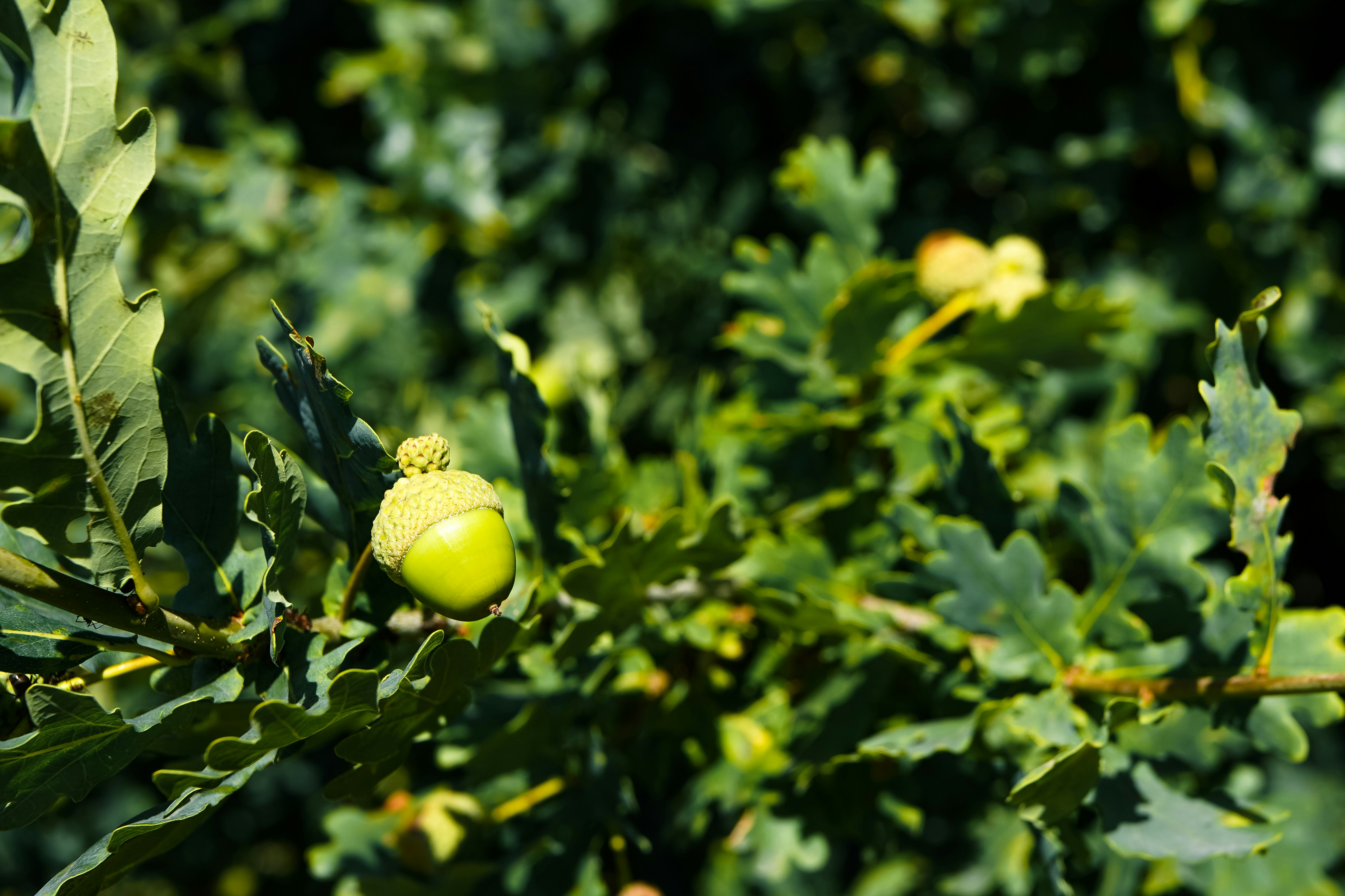 Acorn Sentinel: A Green Beacon Amid Oak Leaves