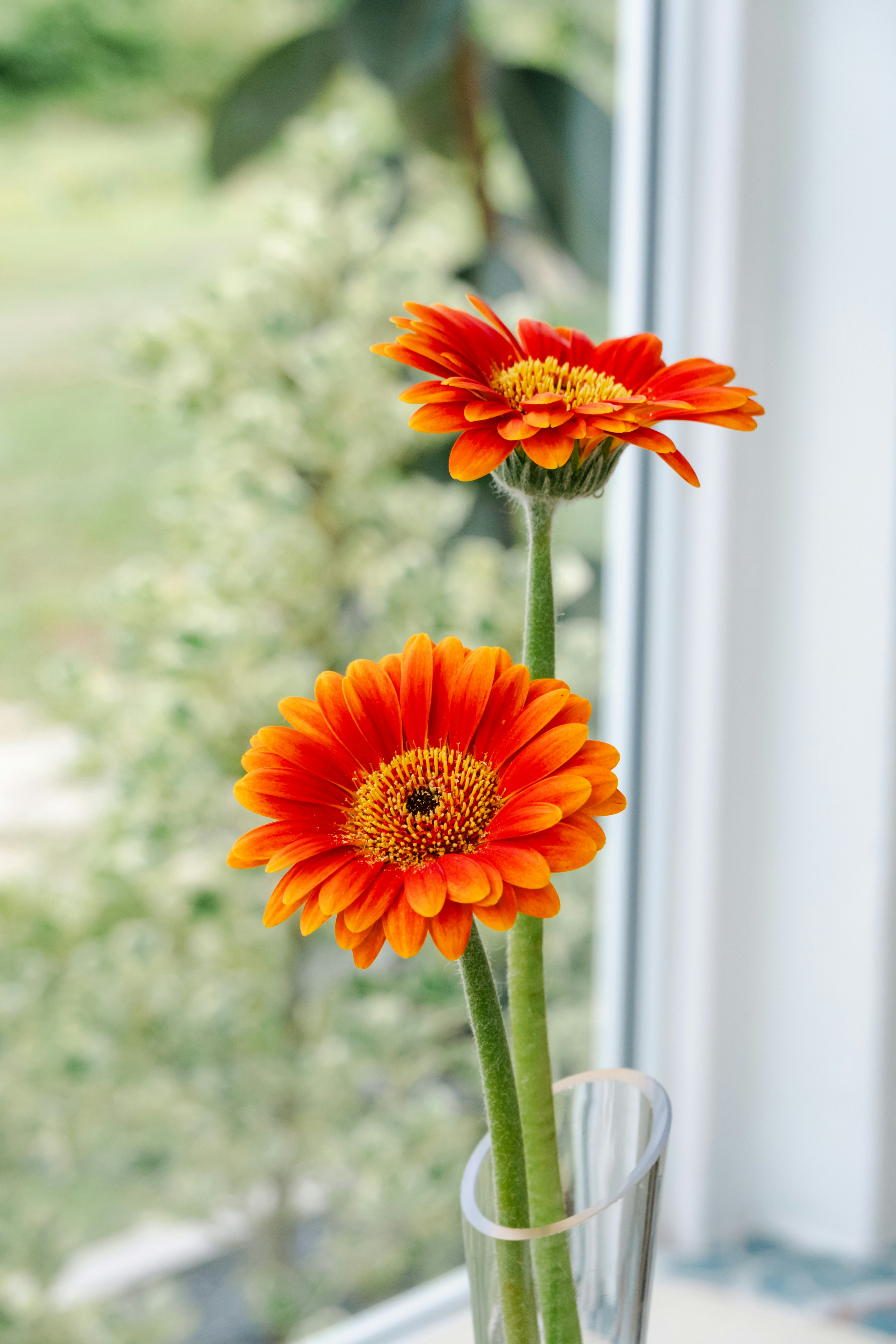 Two Orange Gerberas Reaching for Window Light