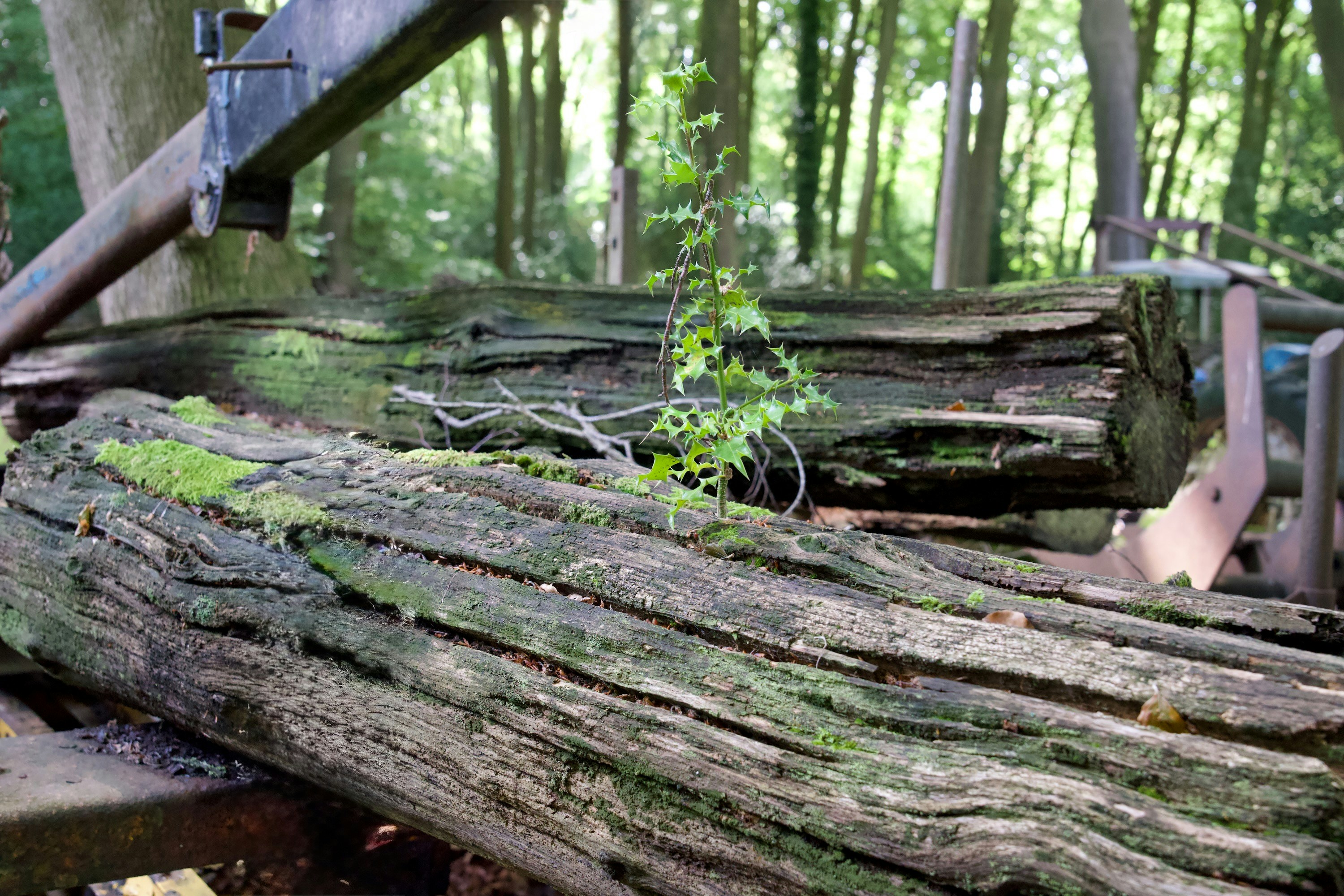 Sprouting green in a forested timber stack