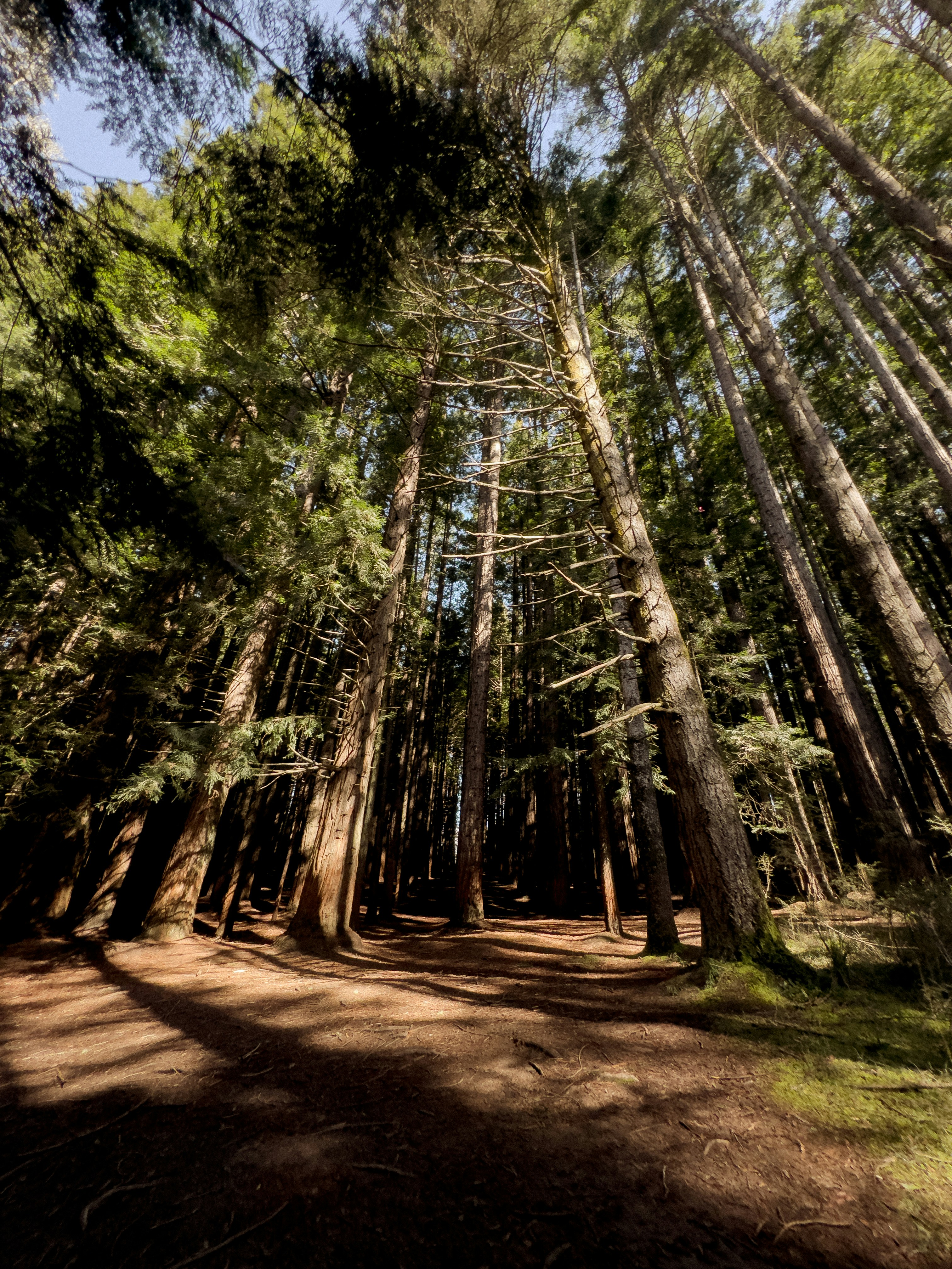 Sun-dappled forest floor with tall conifers forming a tunnel-like path into the shade.