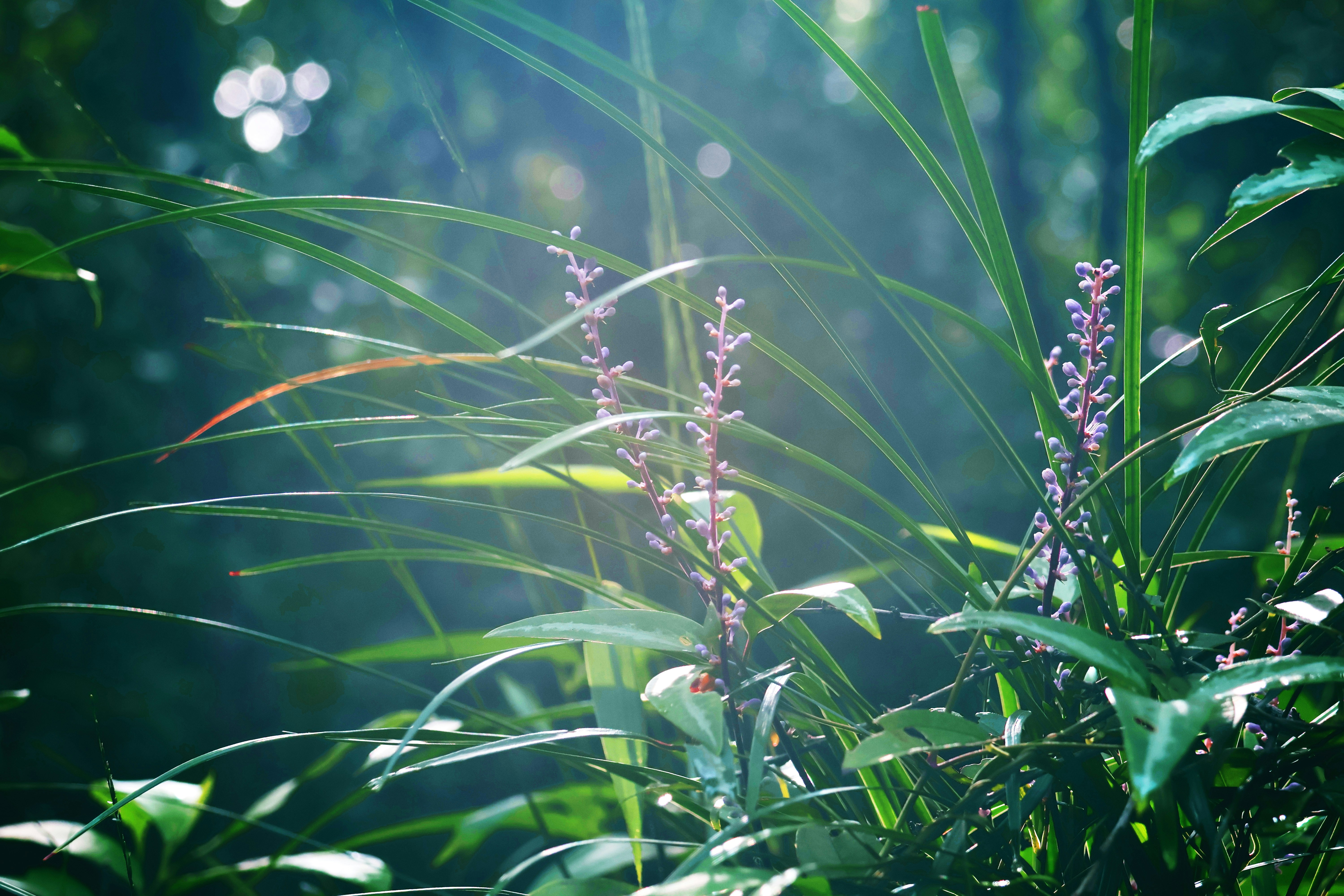 Close-up of green grasses and purple flowering spikes bathed in soft morning light, highlighting texture and depth in a lush, natural setting.
