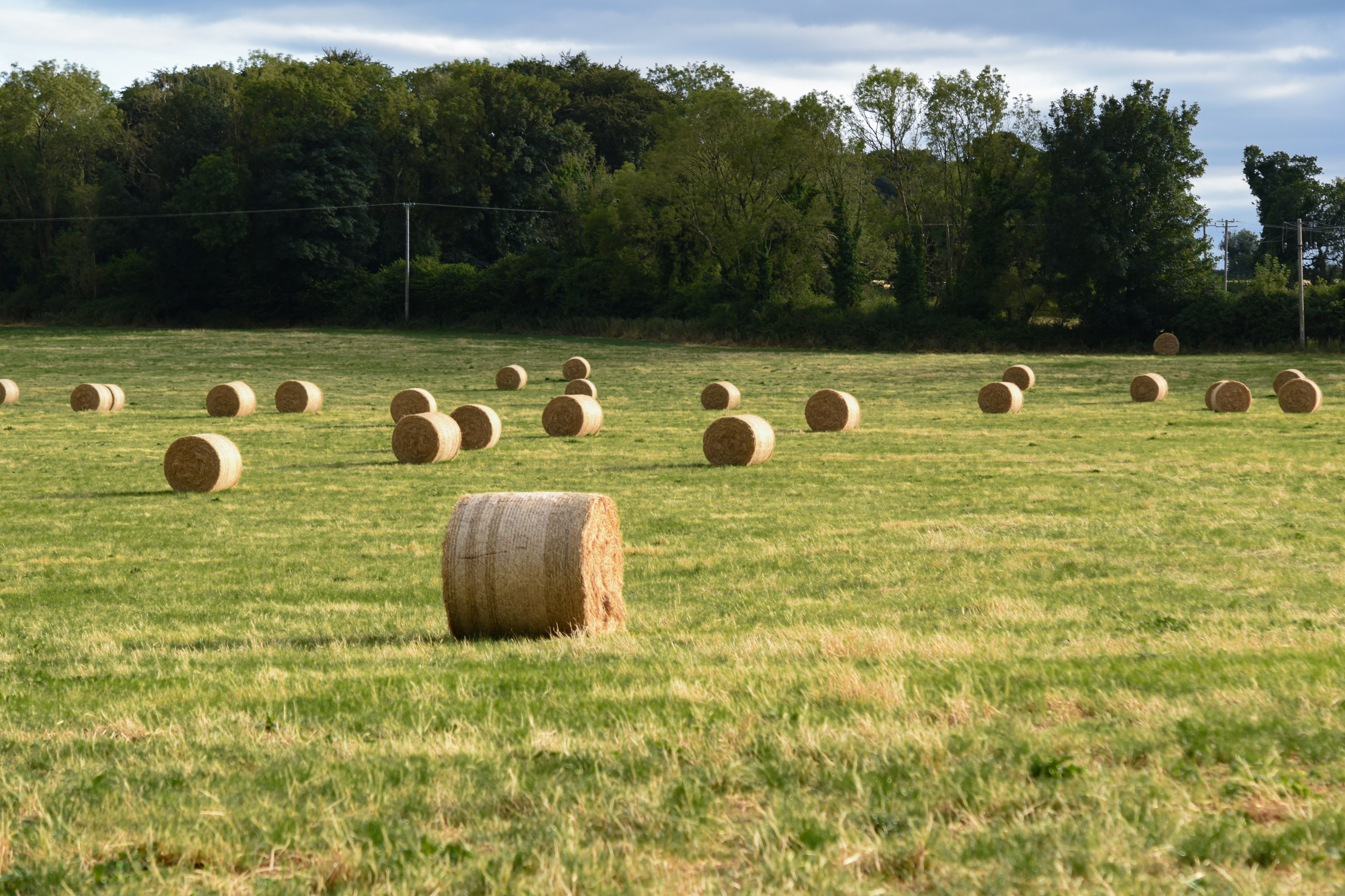 Golden Rollers in a Calm Field