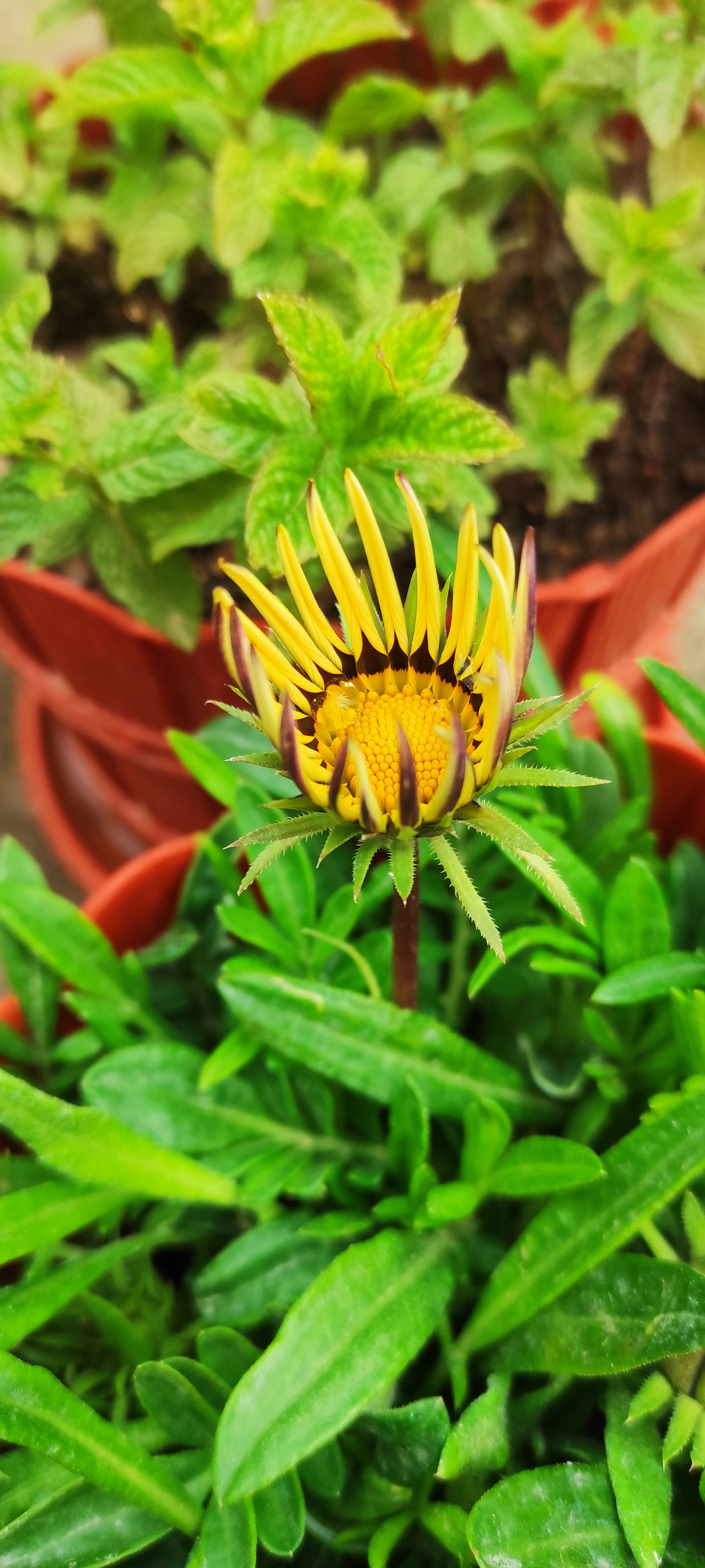 Photo by ASMA MISSI with Xiaomi Redmi Note 9 Pro